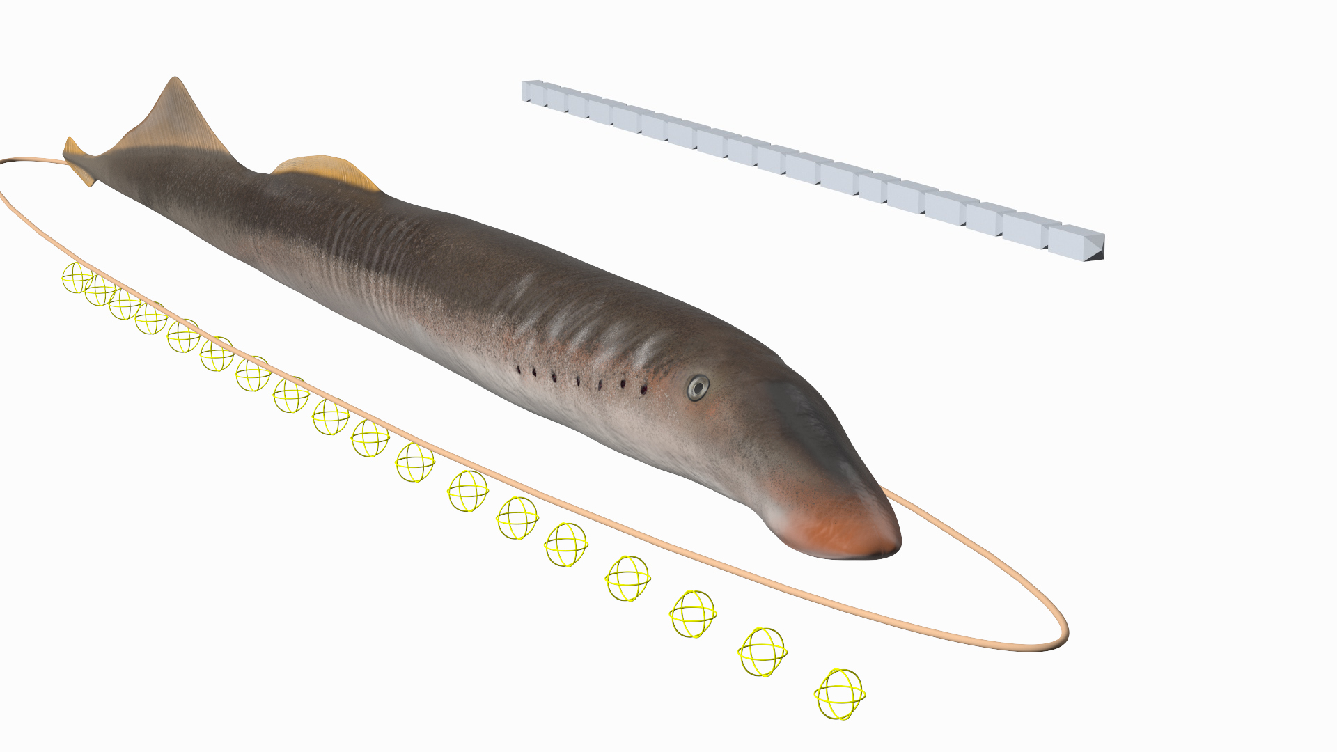 3D Model Lamprey Rigged - TurboSquid 2189674
