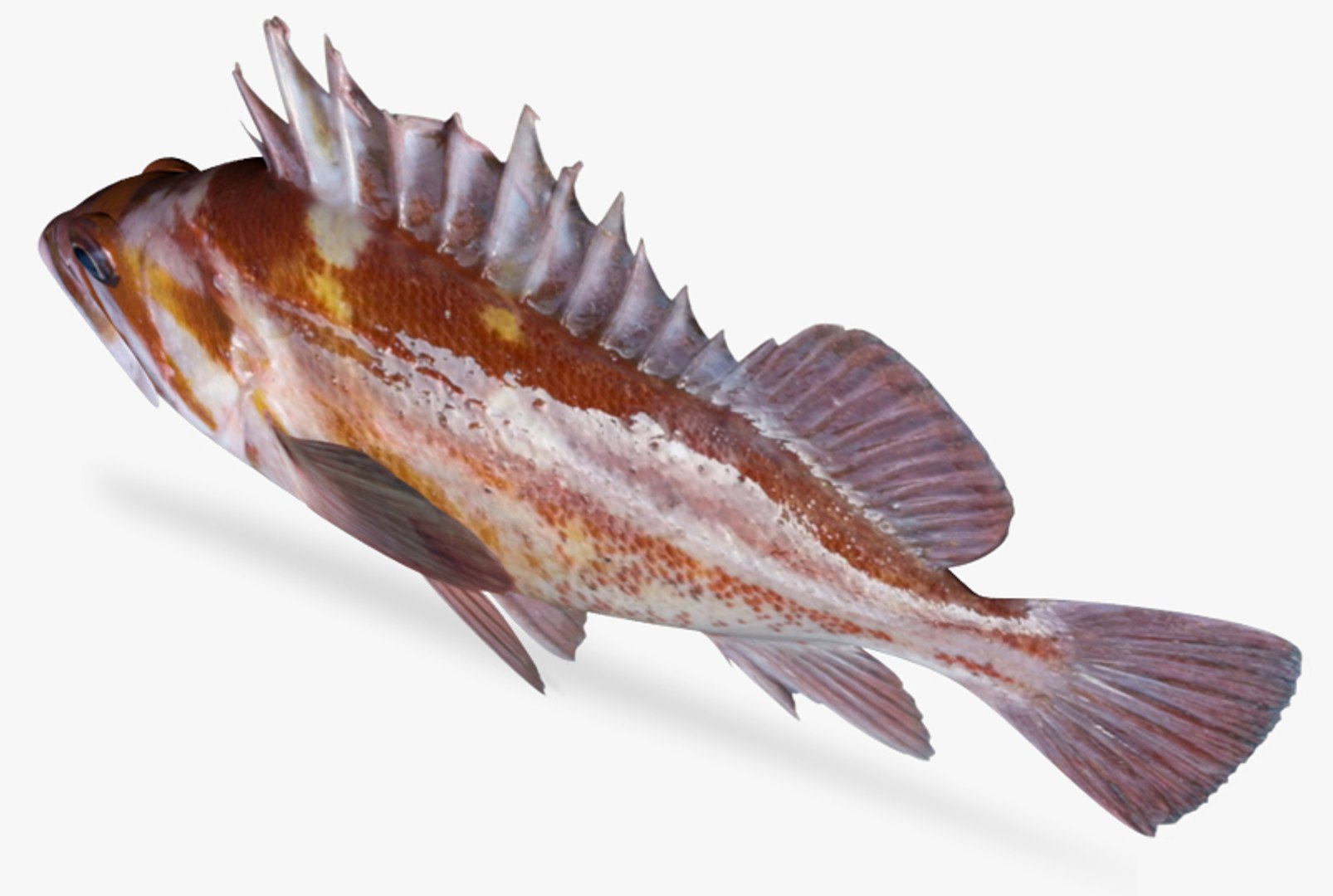 Copper Rockfish 3d Model