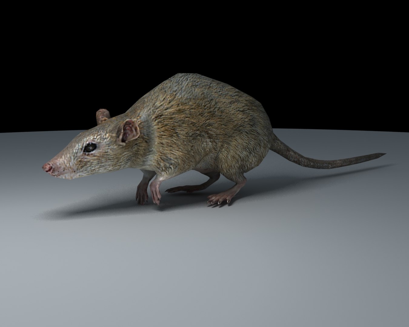 Max Rat Animation