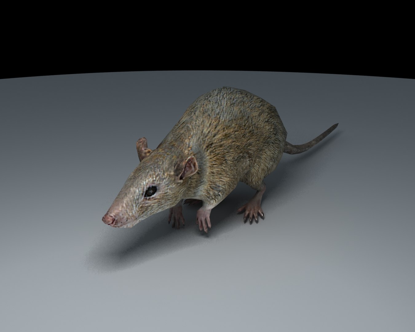 Max Rat Animation