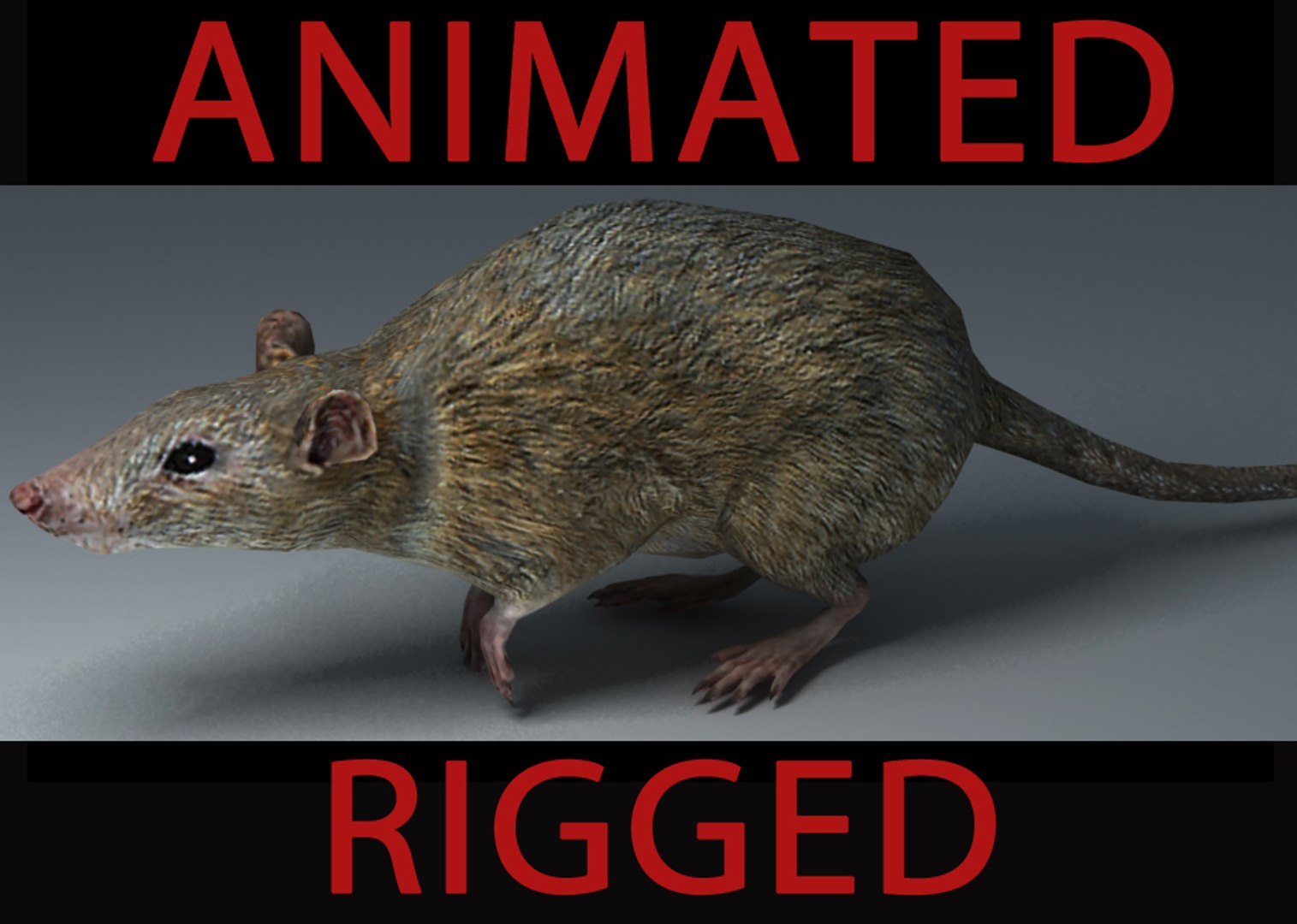 Max Rat Animation