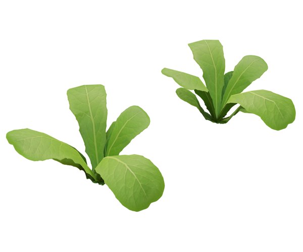 Leafy Vegetables glTF Models for Download | TurboSquid