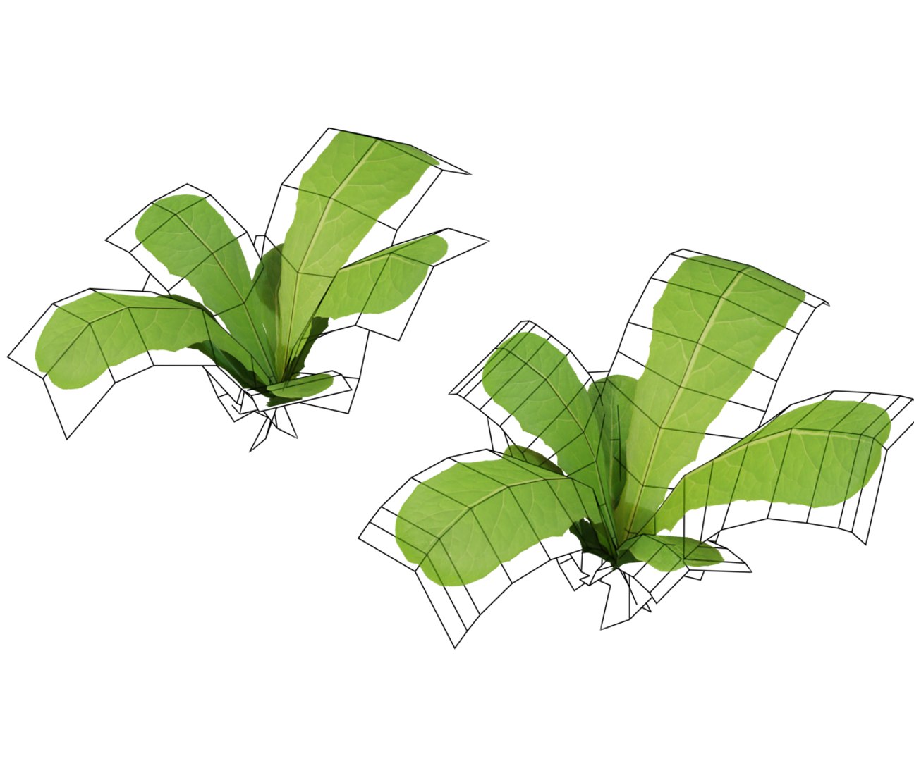 3D Model Lettuce Vegetables Food - TurboSquid 1517829