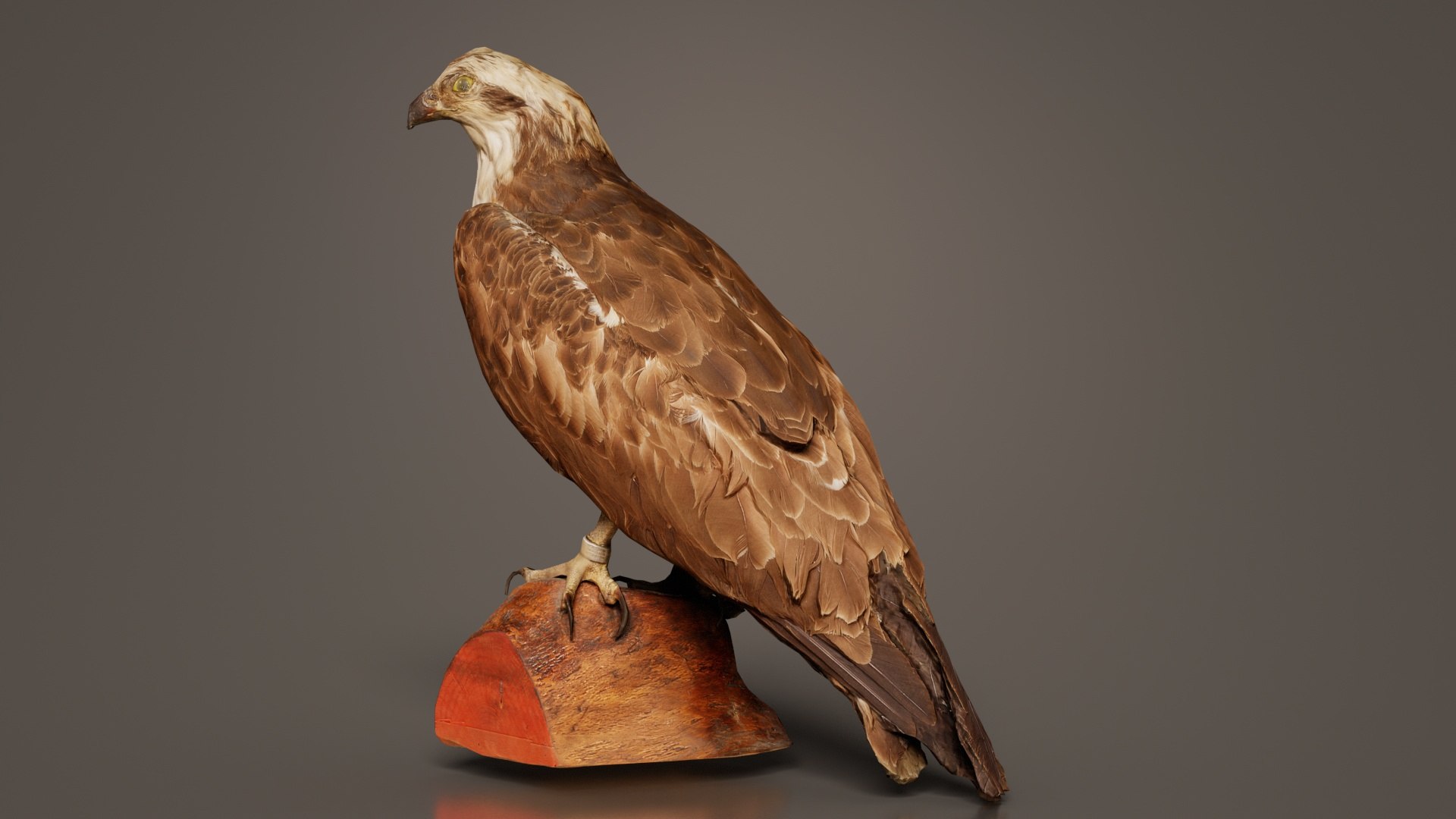 3D Golden Eagle Aquila Chrysaetos Remastered - TurboSquid 2359512
