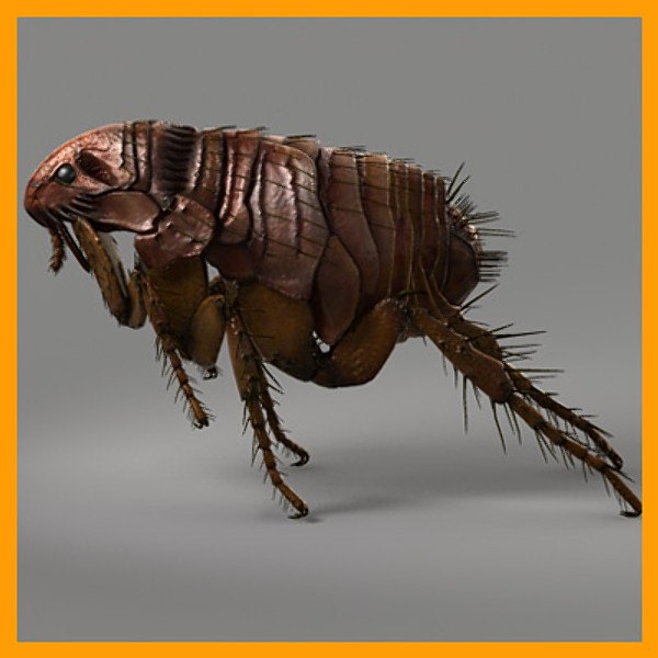 Flea 3D Models for Download | TurboSquid