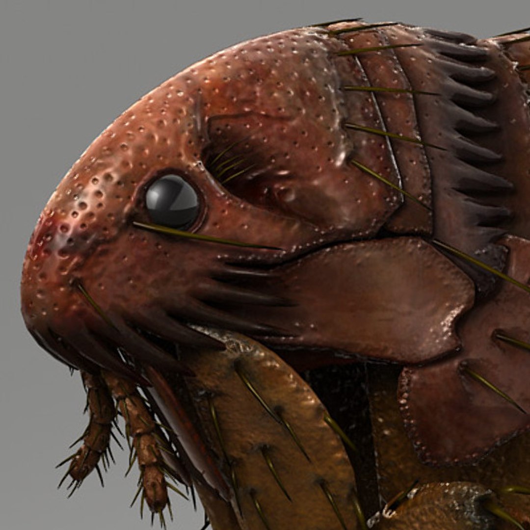 Ma Flea Sem