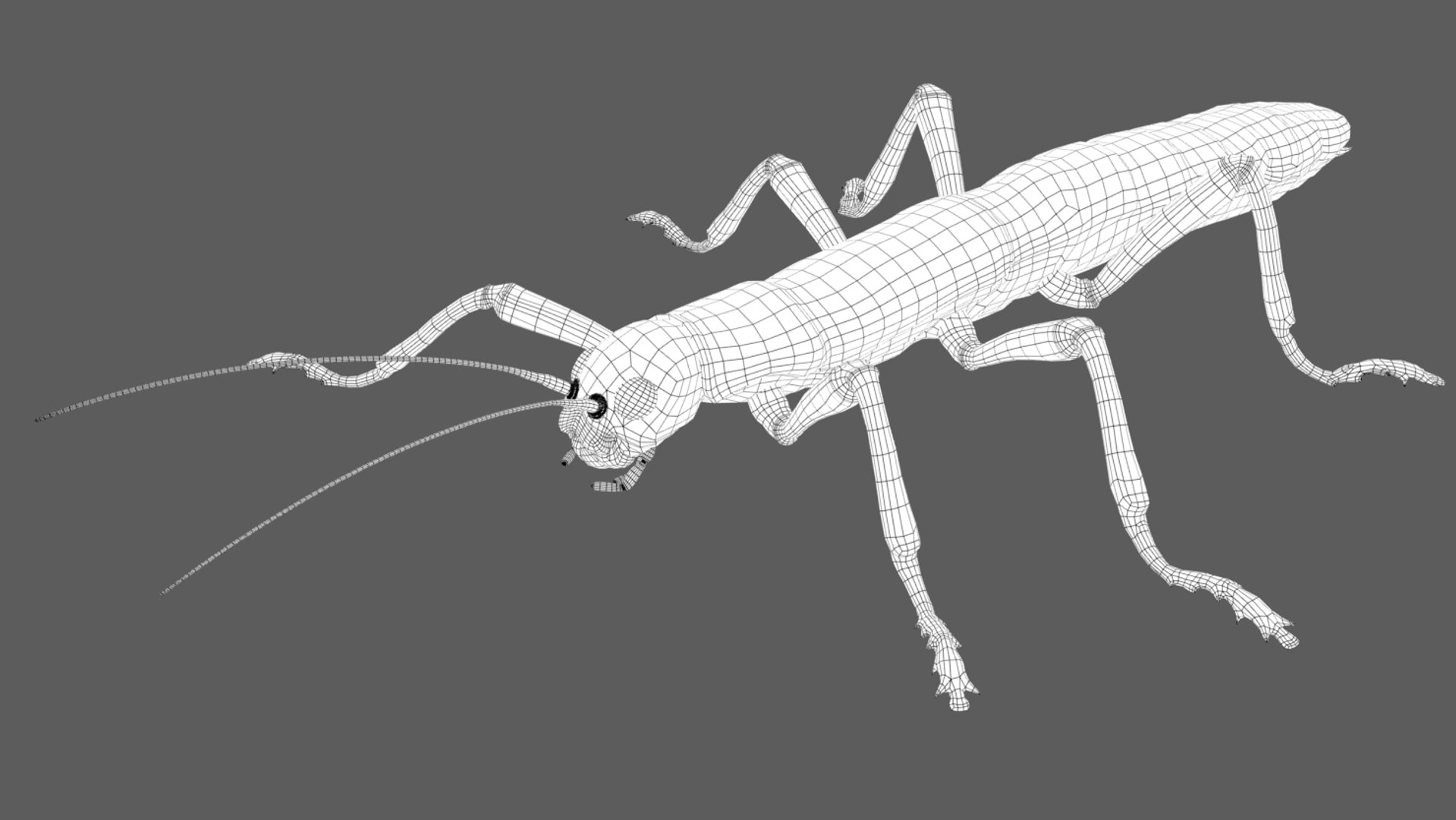 3D Ready Stick Insect Model - TurboSquid 1270889