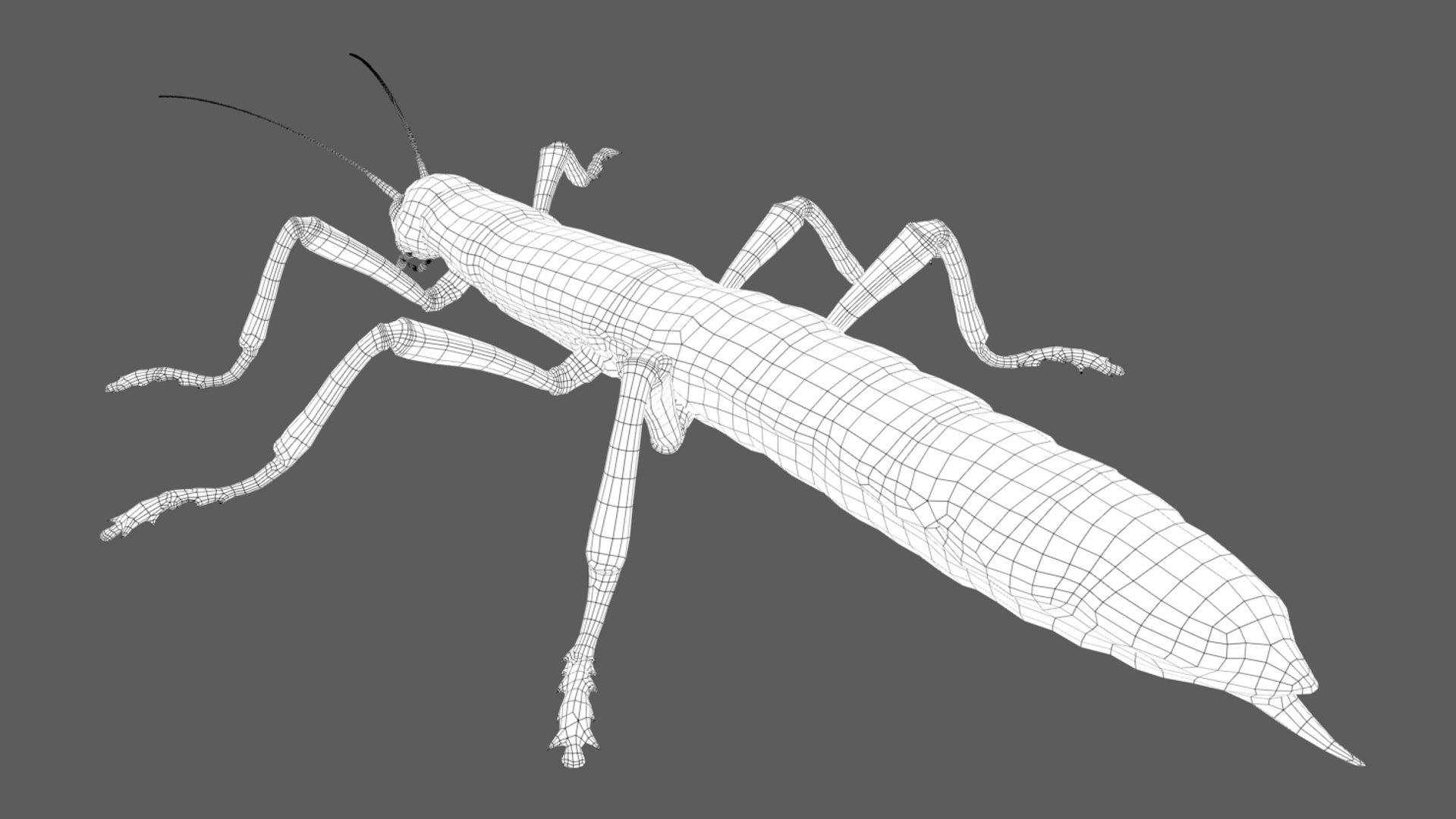 3D Ready Stick Insect Model - TurboSquid 1270889
