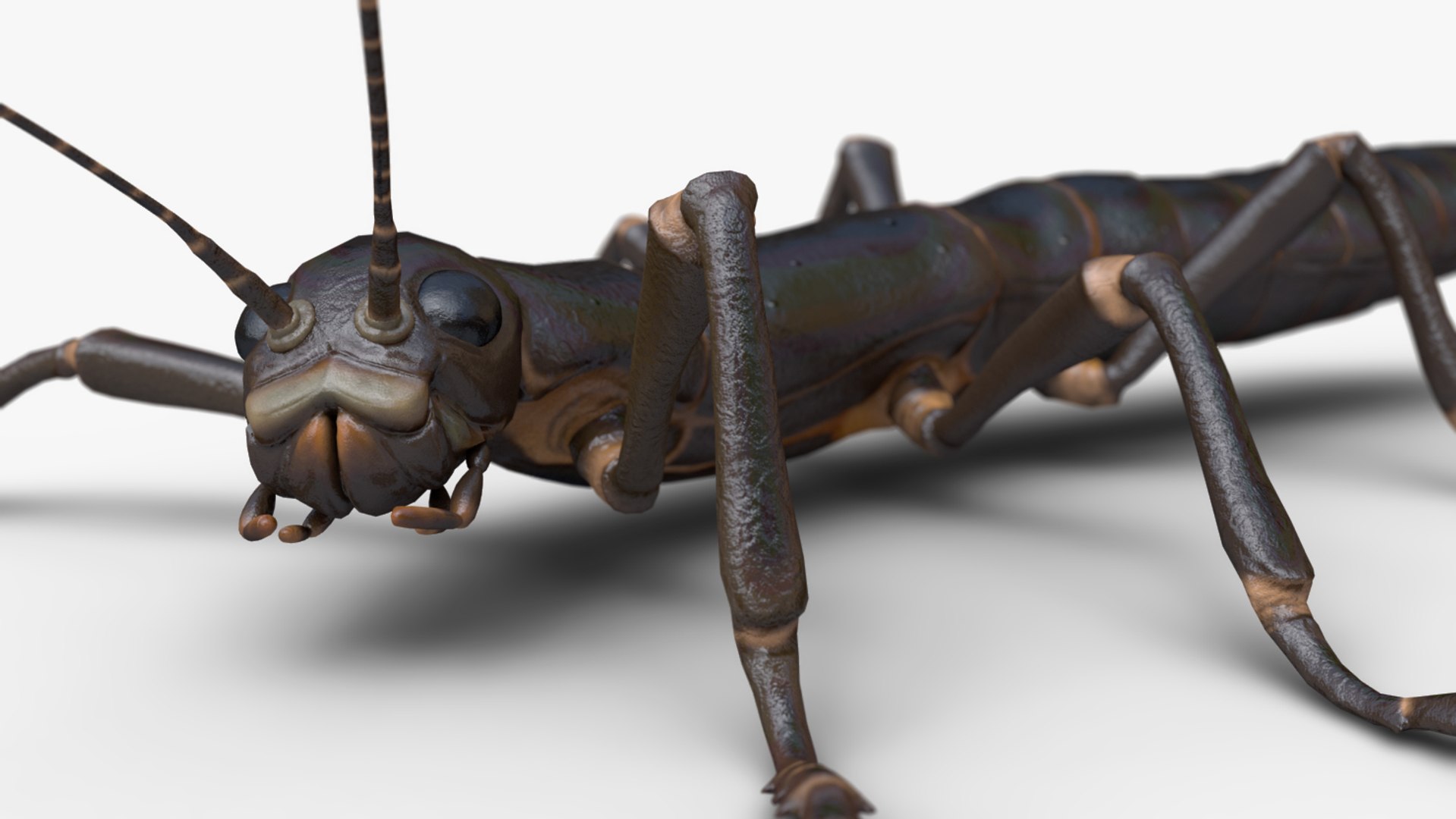 3D Ready Stick Insect Model - TurboSquid 1270889