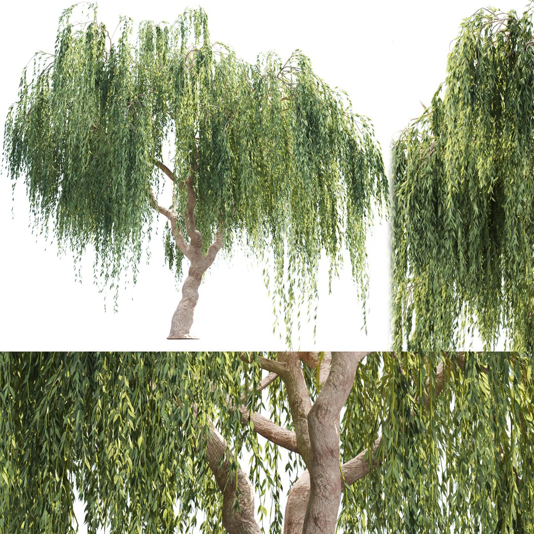 Modello 3D Willow Tree Vol 303 - TurboSquid 2466318