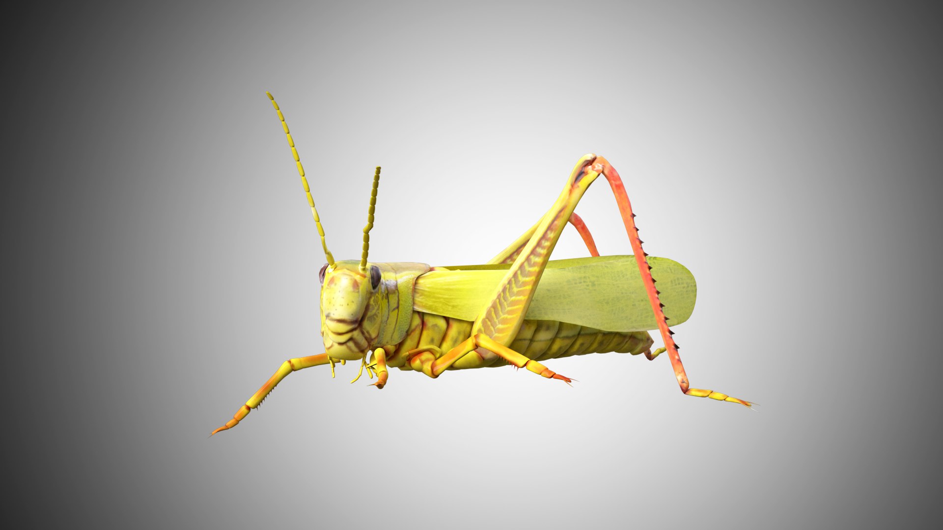 3D Rigged Model - TurboSquid 1616023