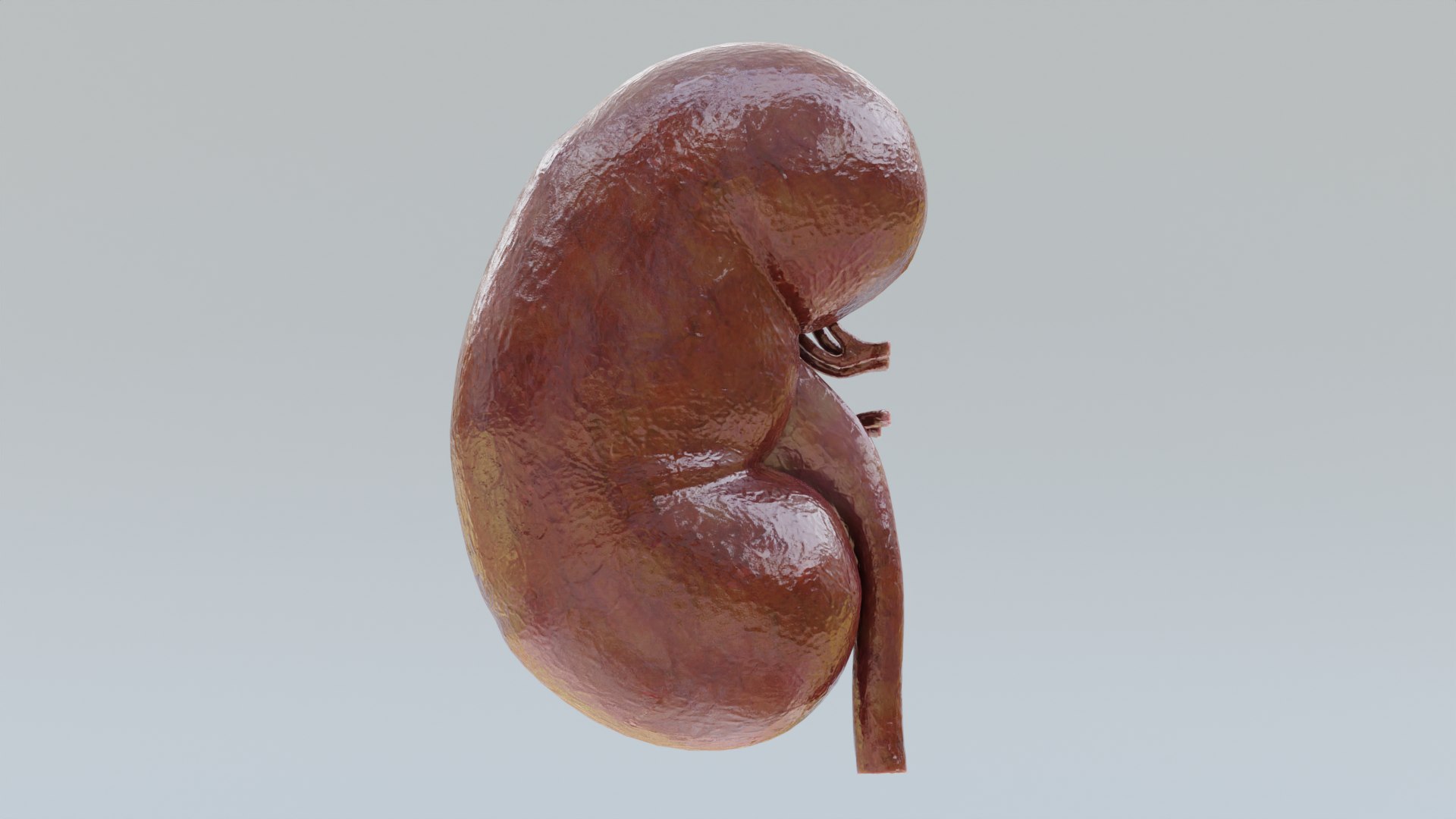 Realistic Kidney Section Model - TurboSquid 2026489