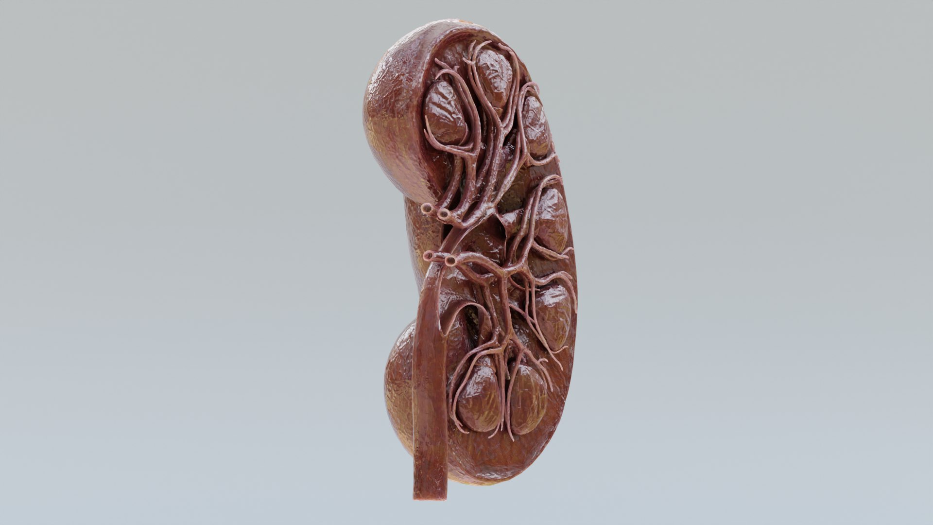 Realistic Kidney Section Model - TurboSquid 2026489
