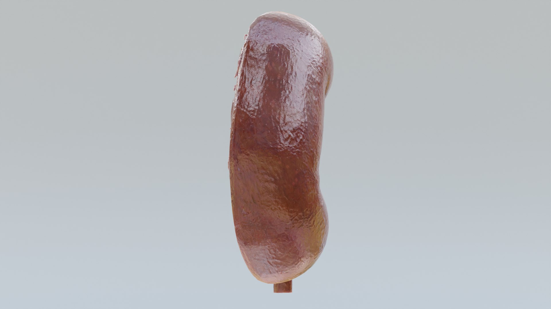 Realistic Kidney Section Model - TurboSquid 2026489