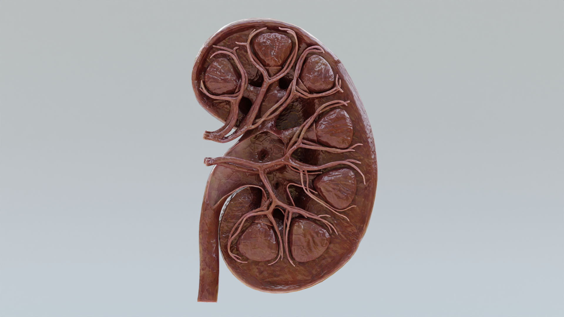 Realistic Kidney Section Model - TurboSquid 2026489