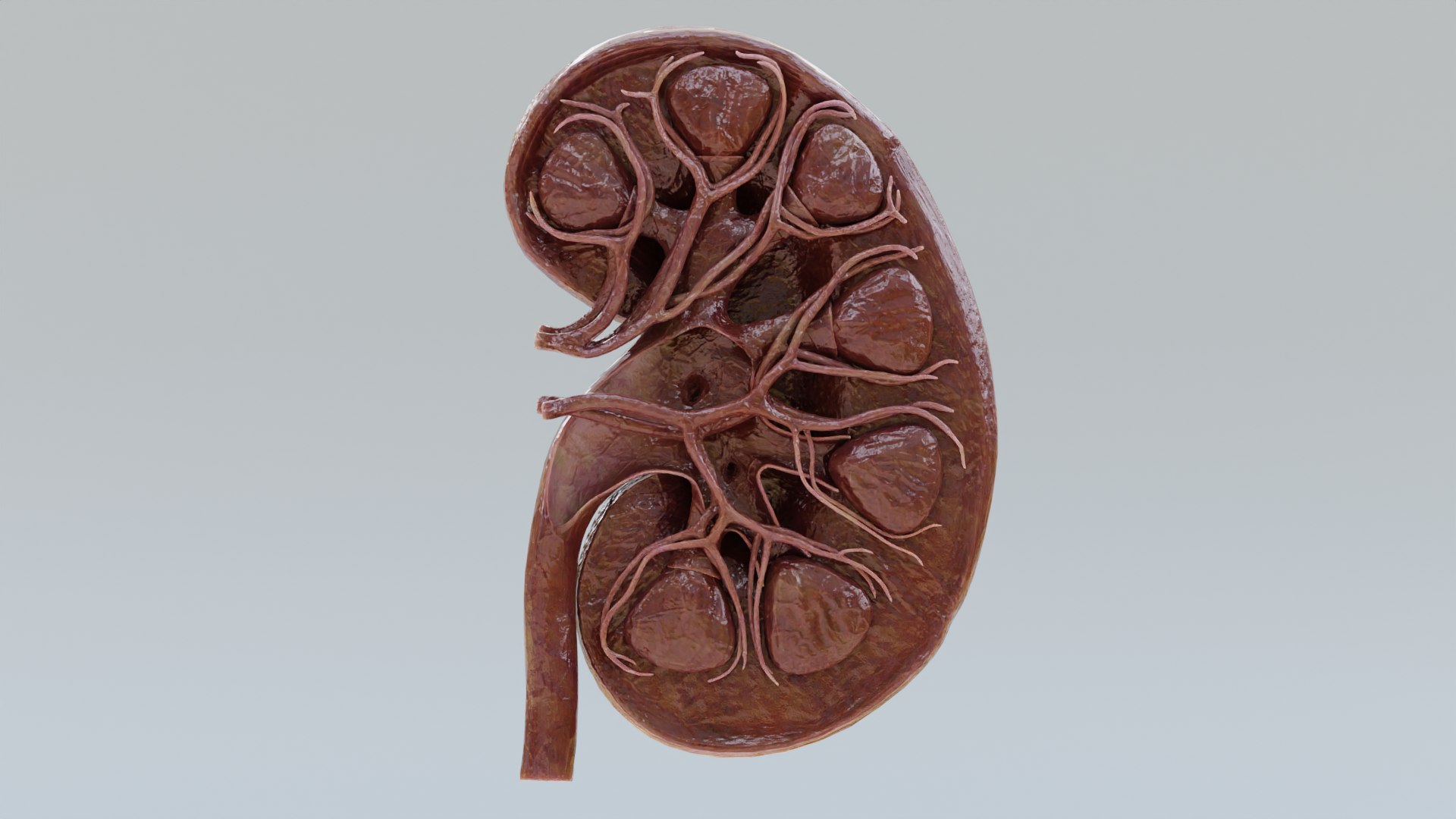 Realistic Kidney Section Model - TurboSquid 2026489
