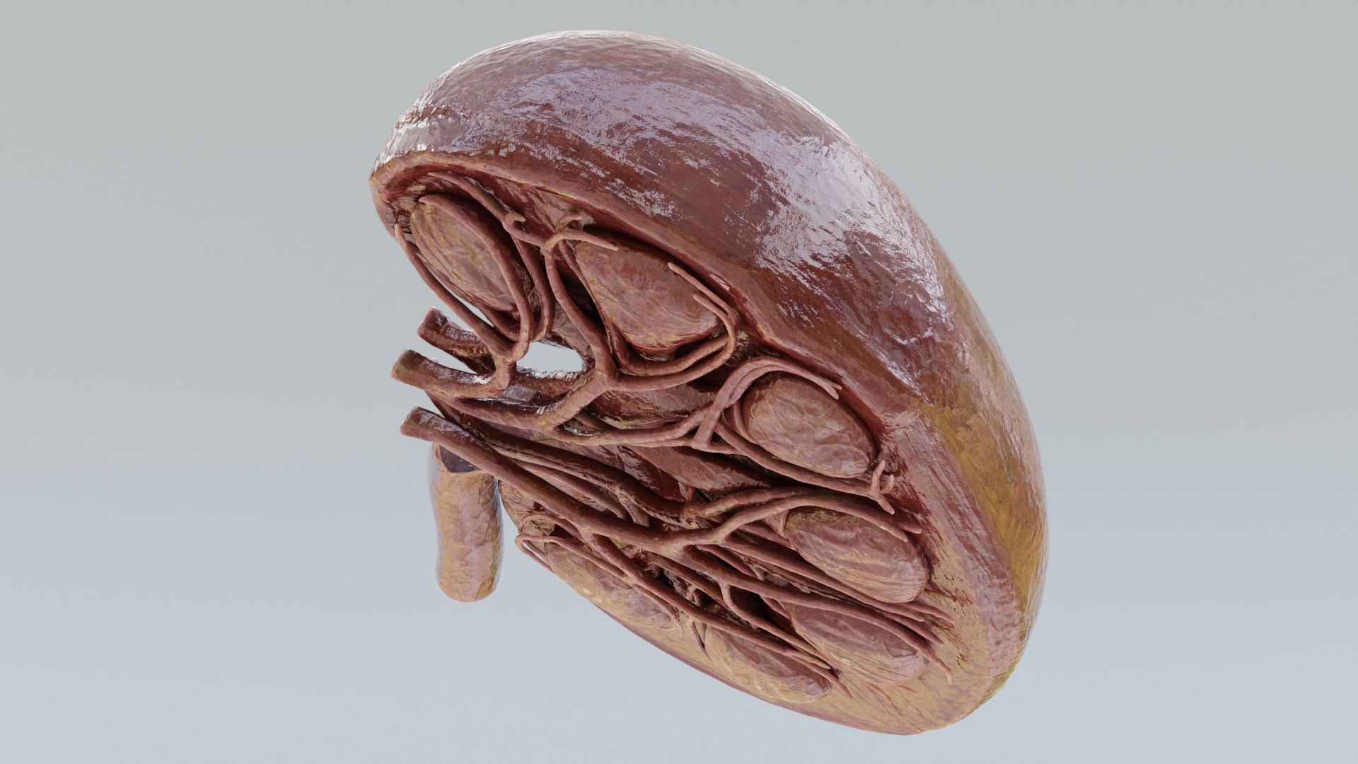 Realistic Kidney Section Model - TurboSquid 2026489