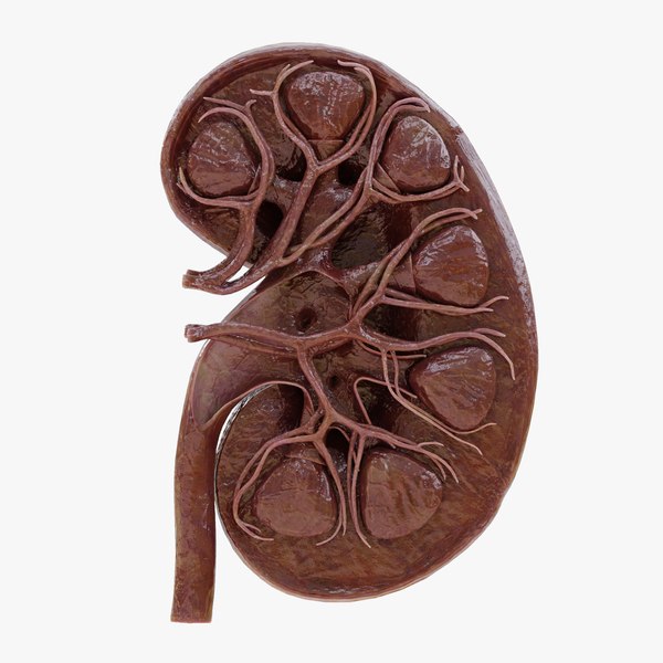 Realistic Kidney Section model - TurboSquid 2026489