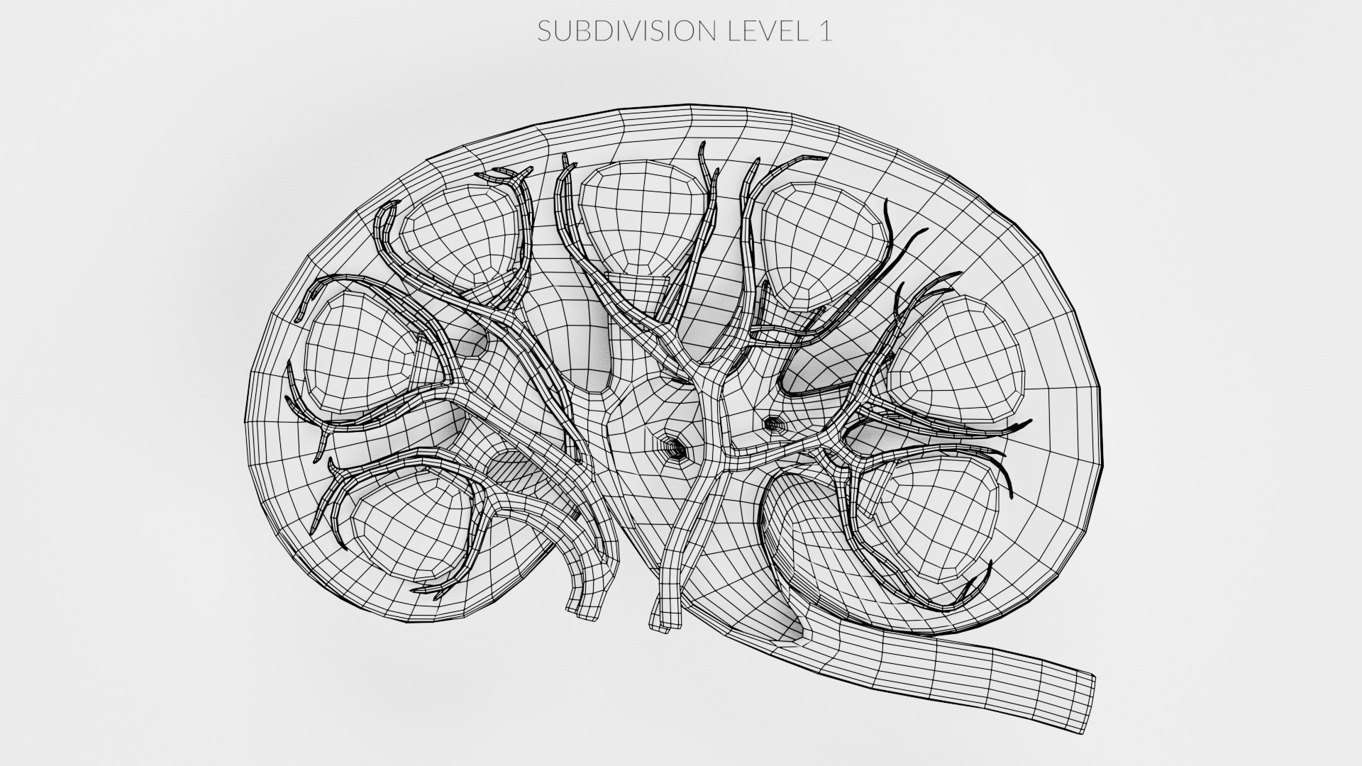Realistic Kidney Section Model - TurboSquid 2026489