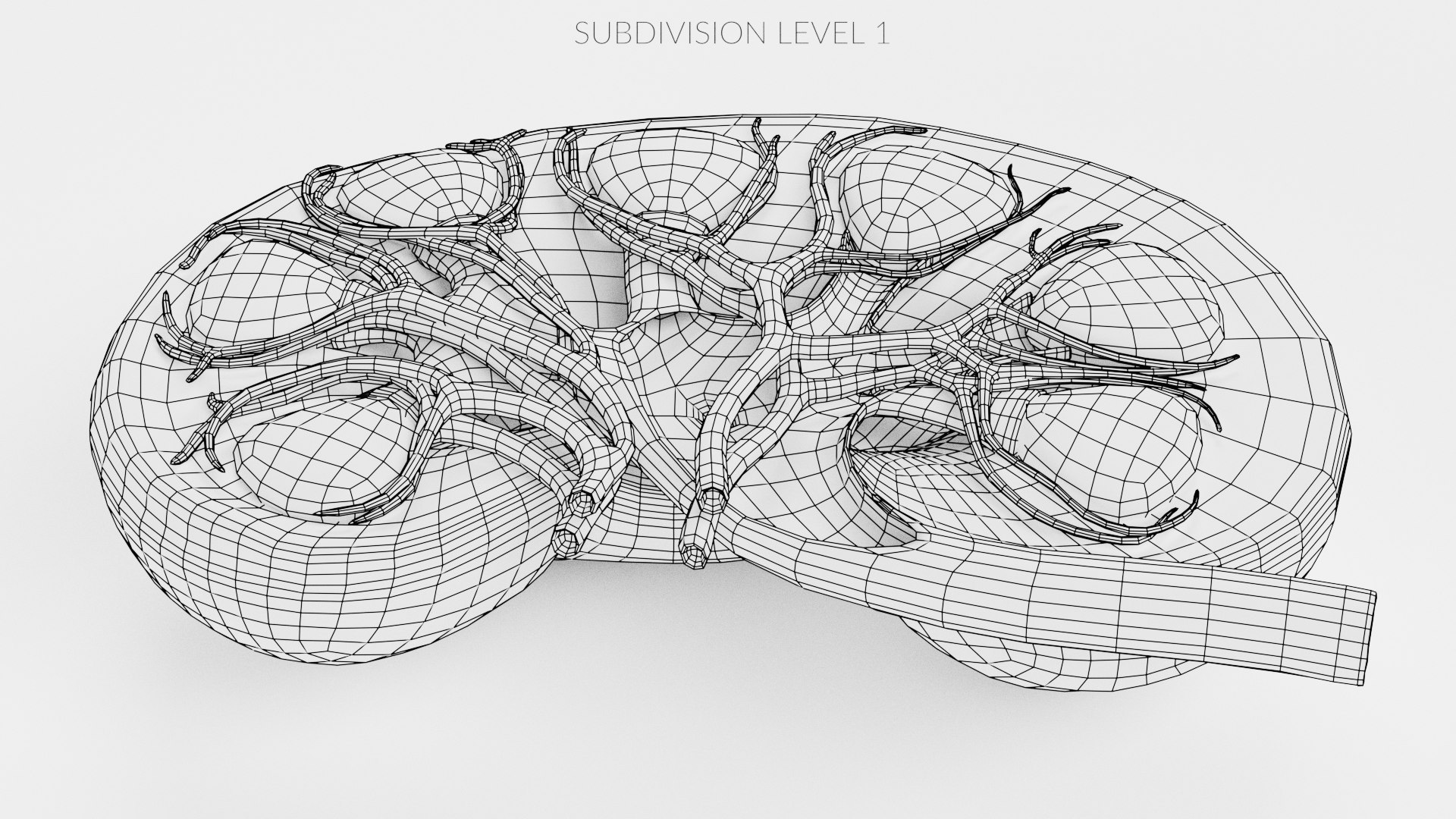 Realistic Kidney Section Model - TurboSquid 2026489