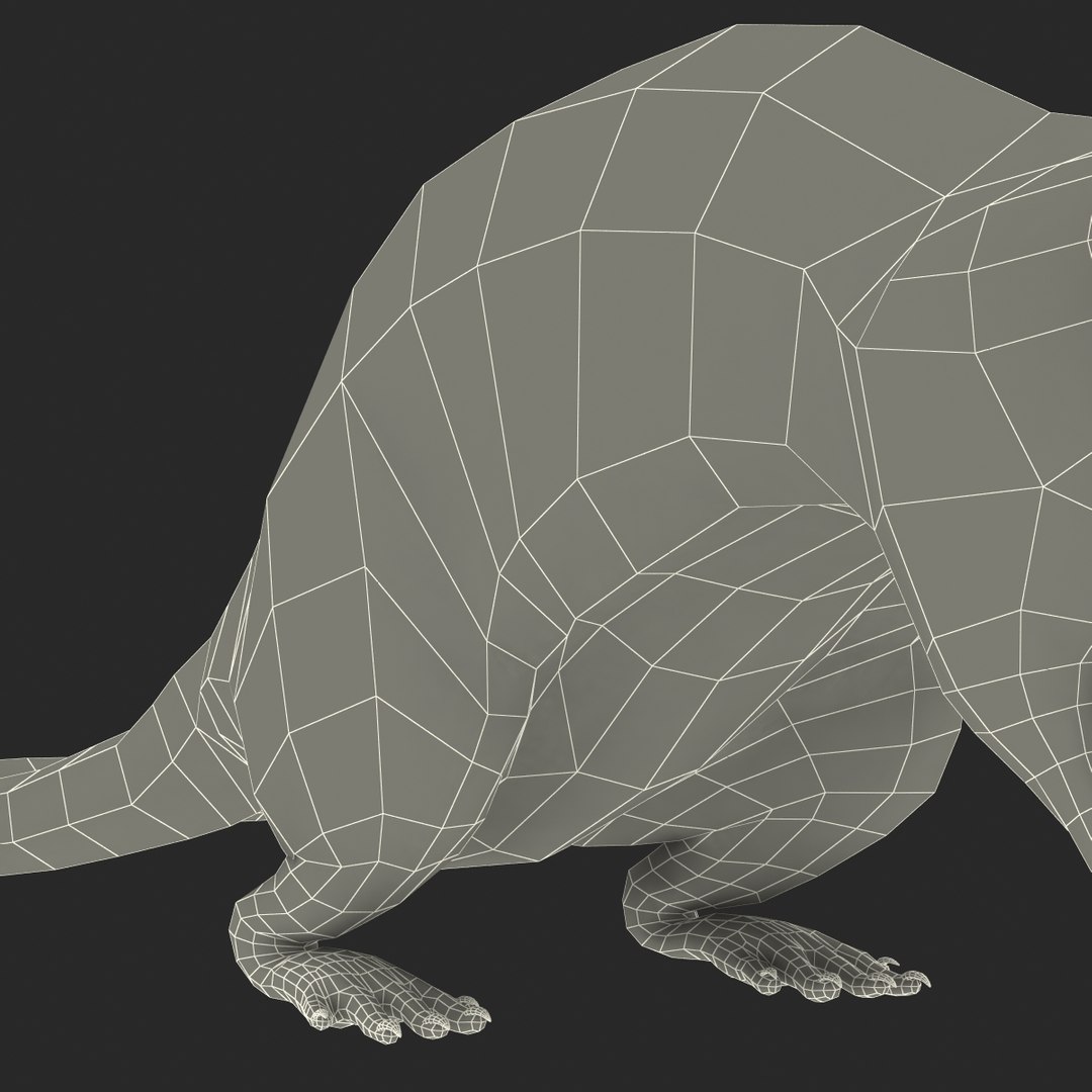 Max Rat Pose 4