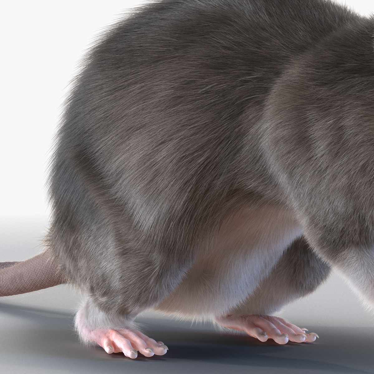 max rat pose 4