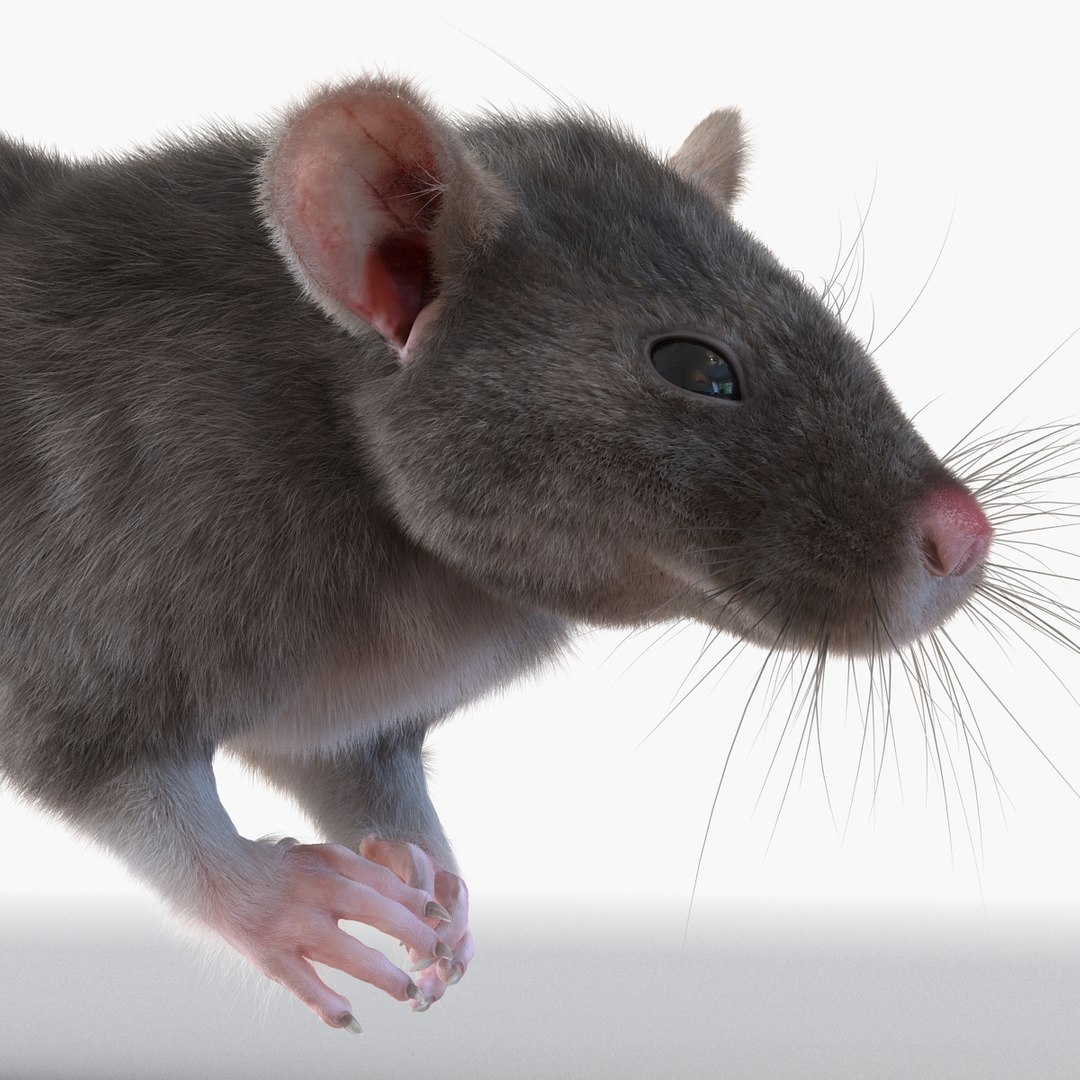 Max Rat Pose 4