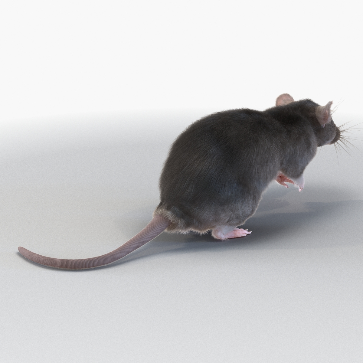 max rat pose 4