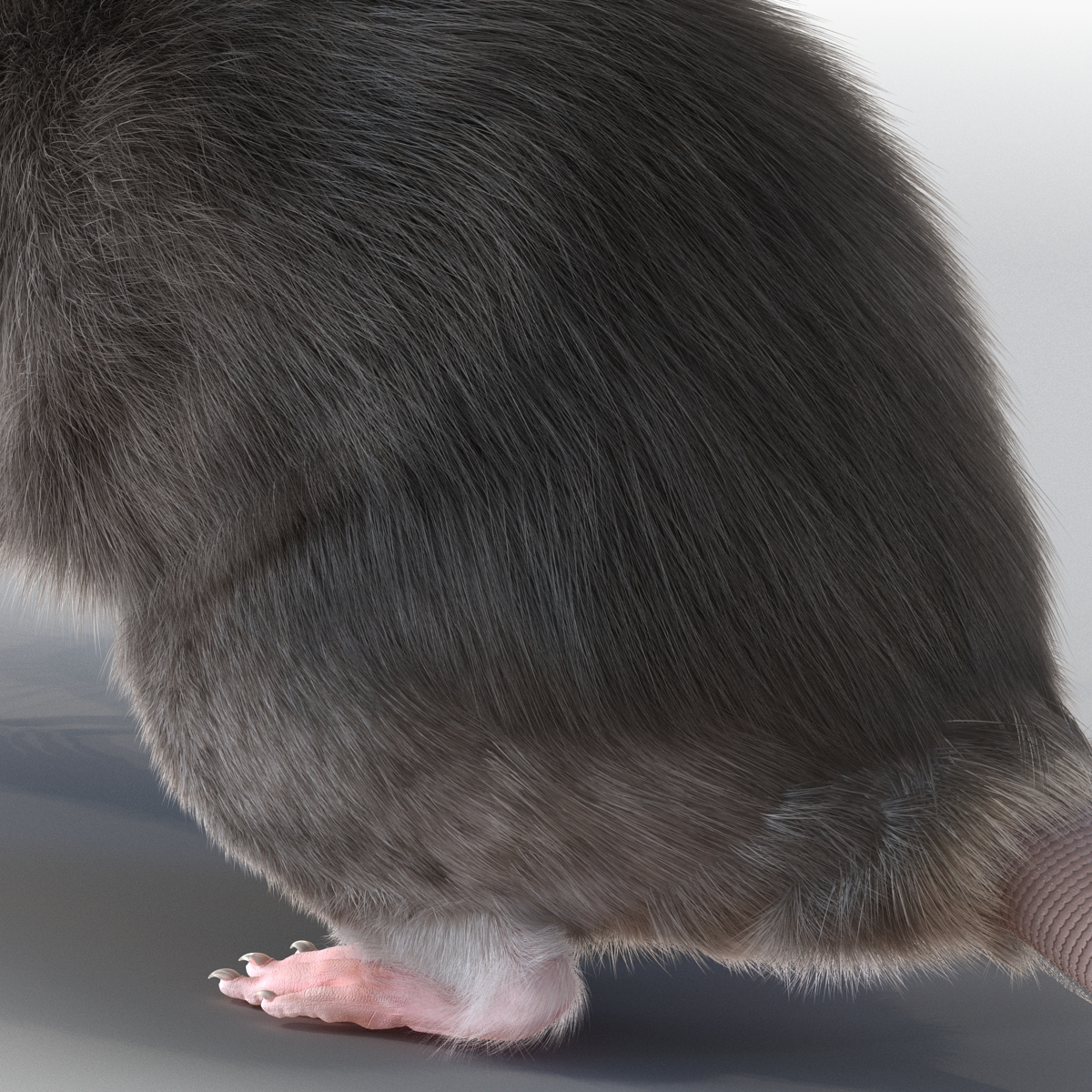 max rat pose 4