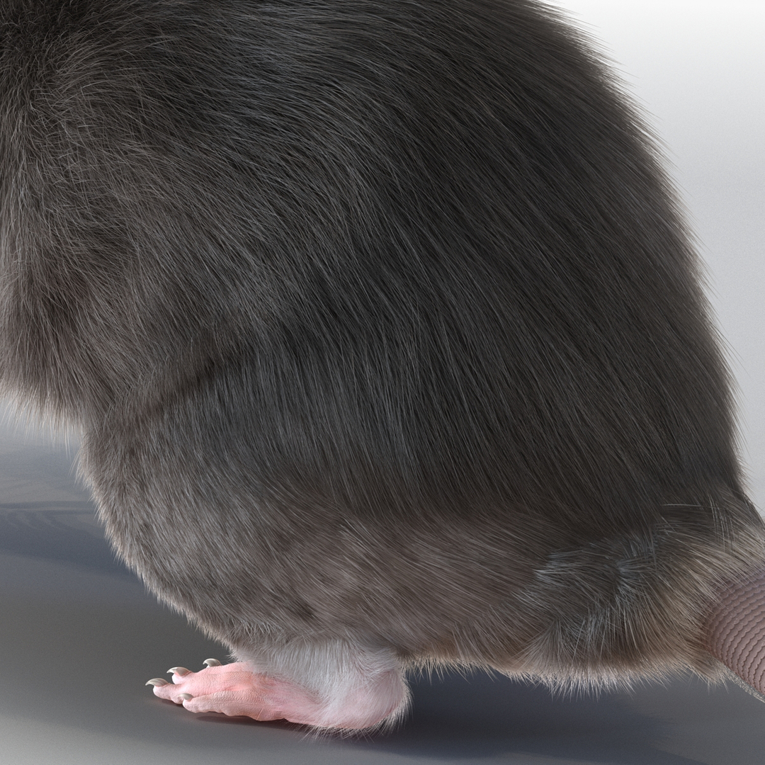 max rat pose 4