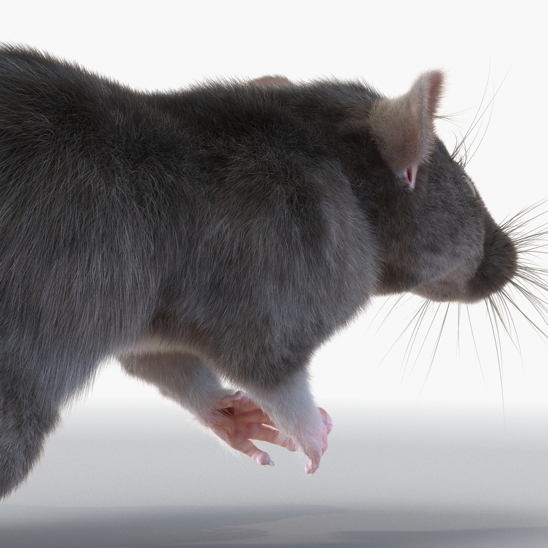 max rat pose 4