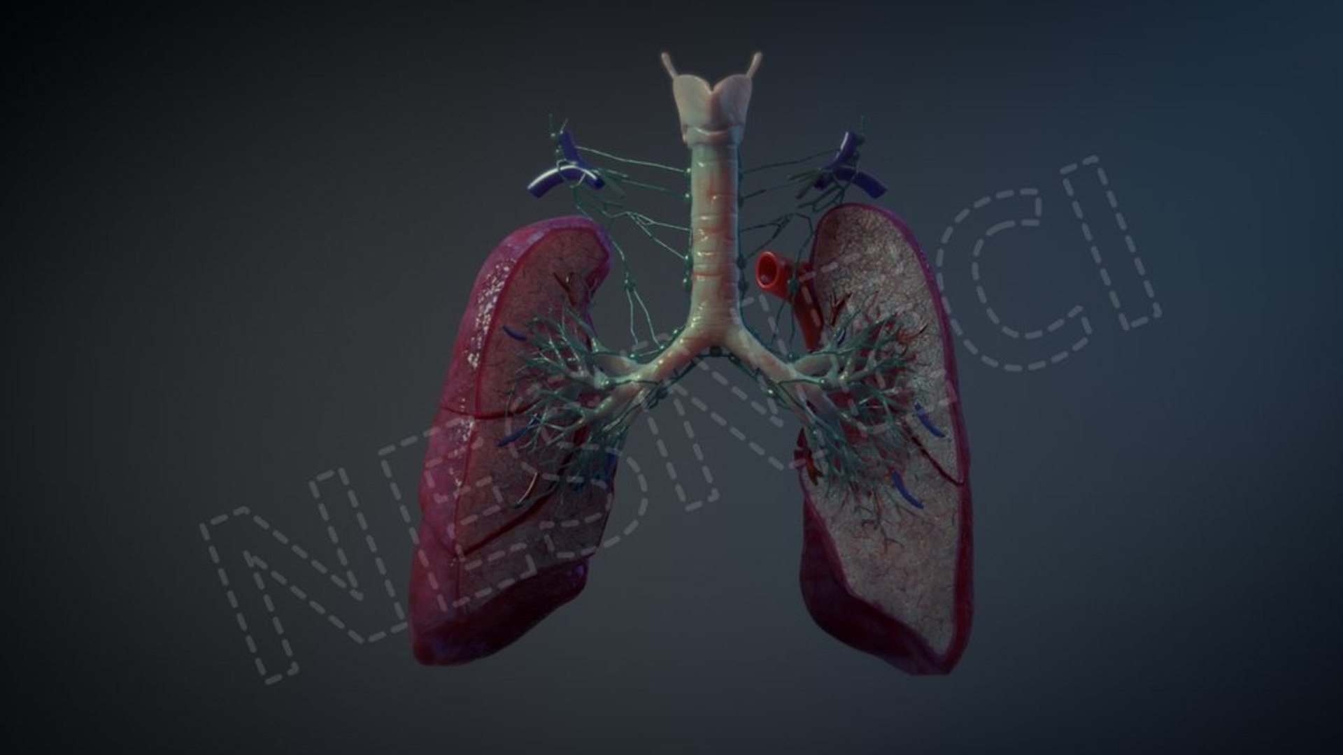 3D Lymph Vessels Nodes Lung - TurboSquid 1236395