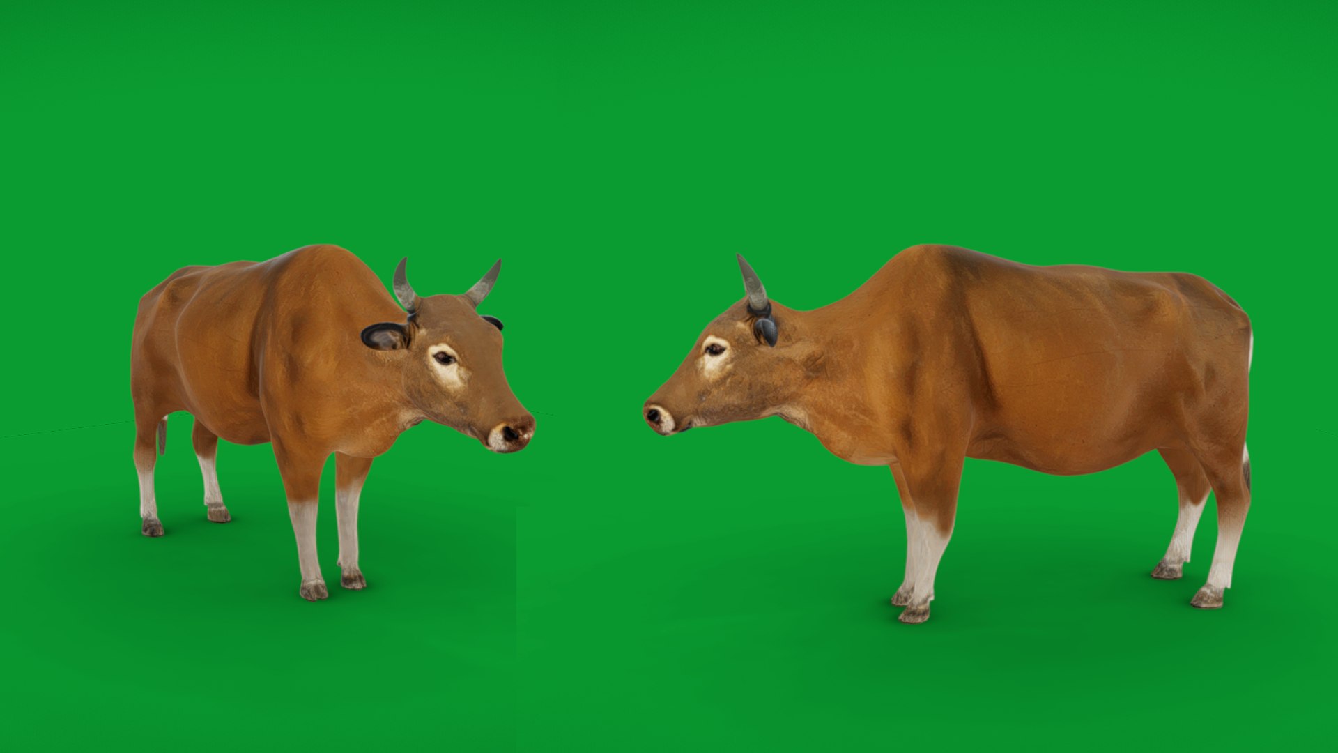 3D Indochinese Banteng Cattle - TurboSquid 2416727