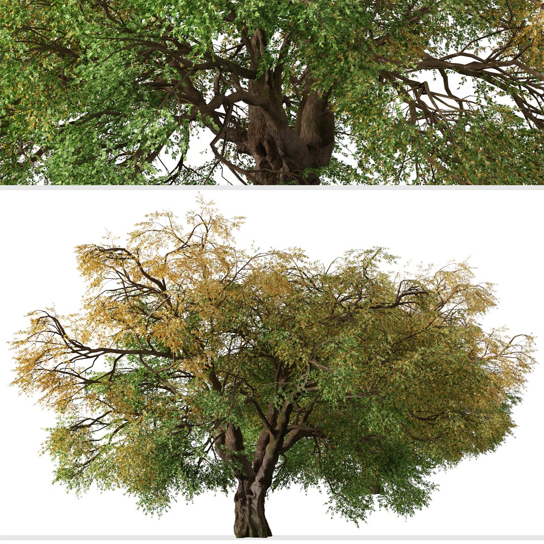 California Black Oak Or Quercus Kelloggii Tree 3D - TurboSquid 1967095