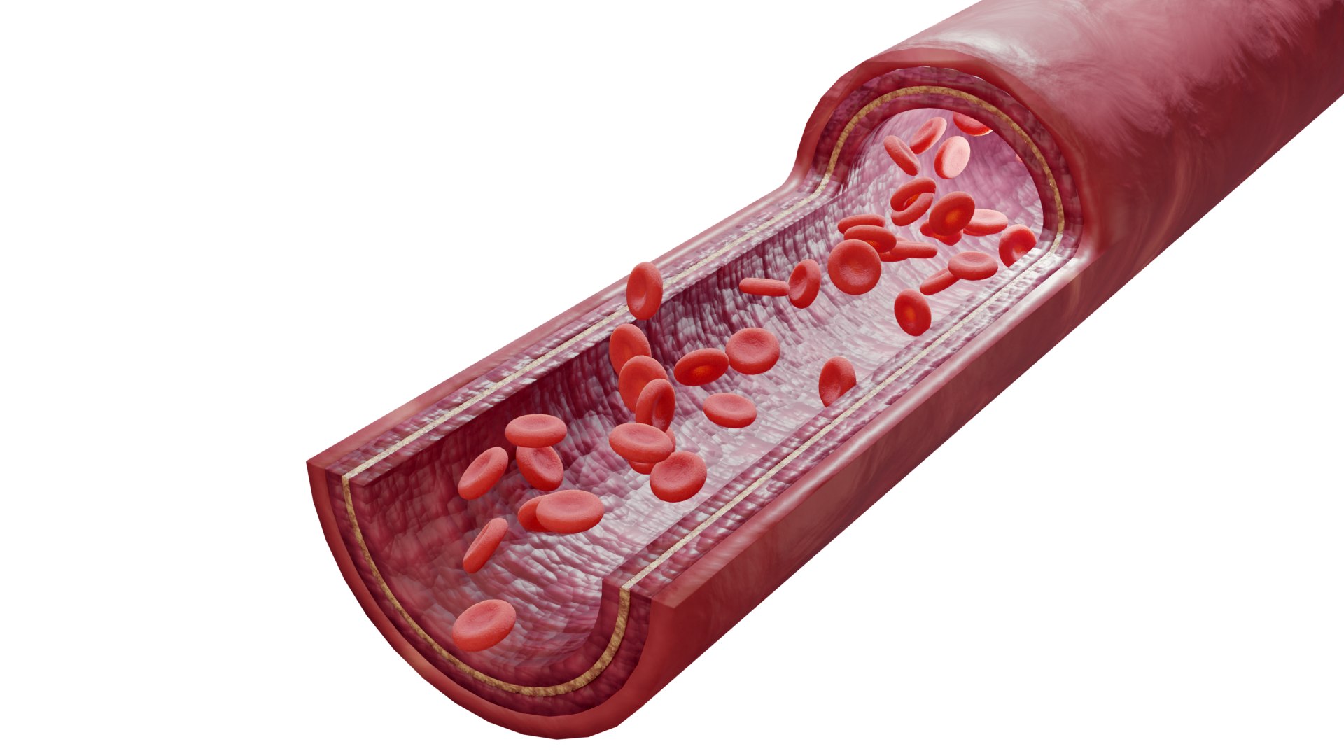 3D Model Blood Vessel - TurboSquid 2245944