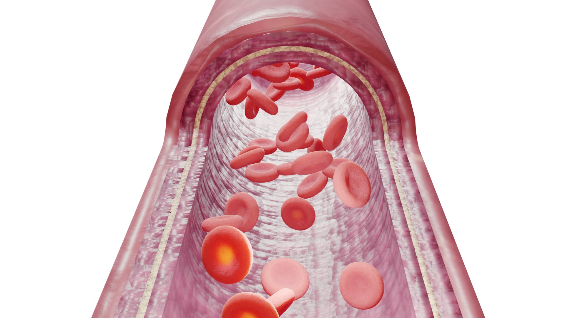 3D Model Blood Vessel - TurboSquid 2245944