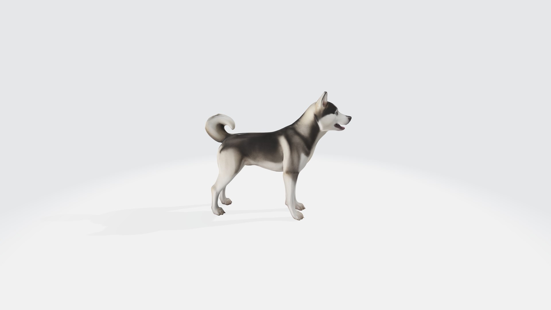 Siberian Husky 3D Model - Animated 3D Model - TurboSquid 2278978