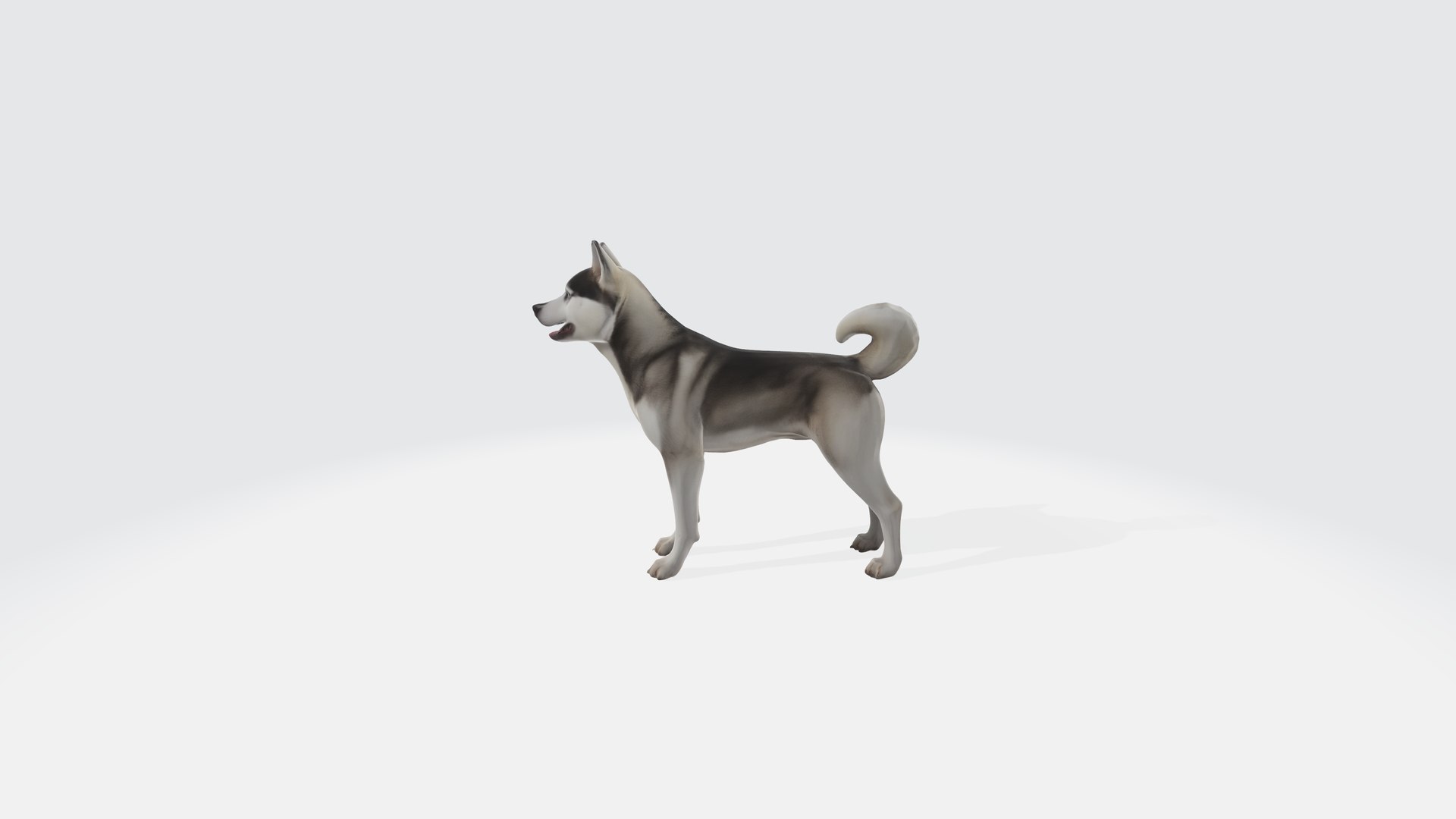Siberian Husky 3D Model - Animated 3D Model - TurboSquid 2278978