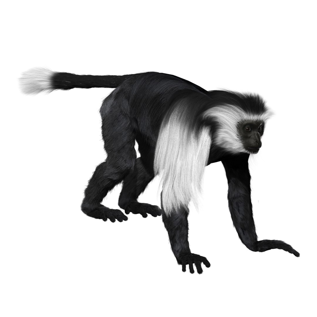 3D Colobus Monkey Fur Model - TurboSquid 1167966