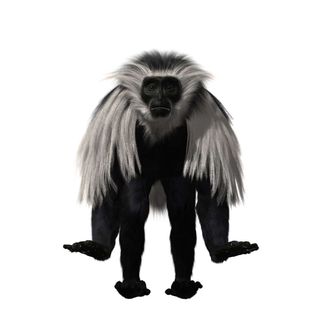 3D Colobus Monkey Fur Model - TurboSquid 1167966