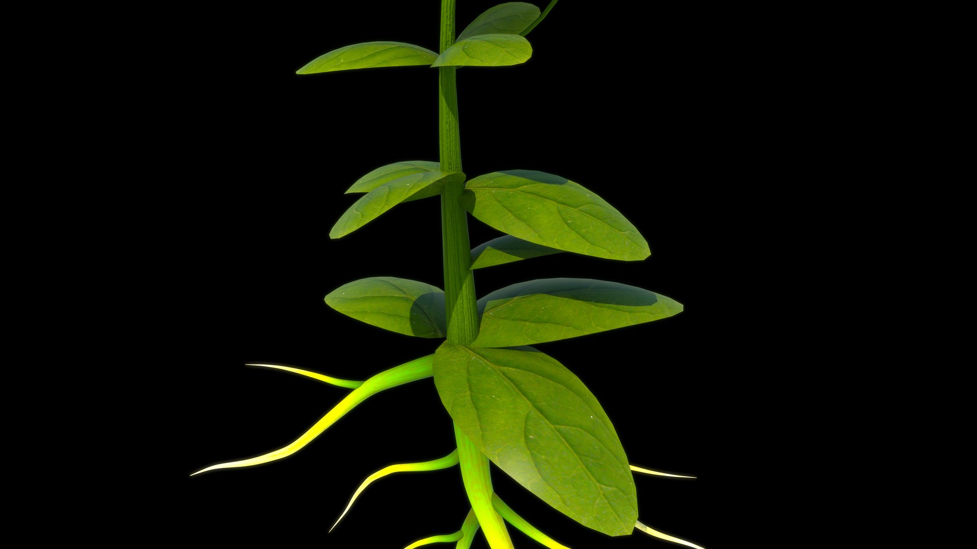 Monocotyledon 3D - TurboSquid 2207470