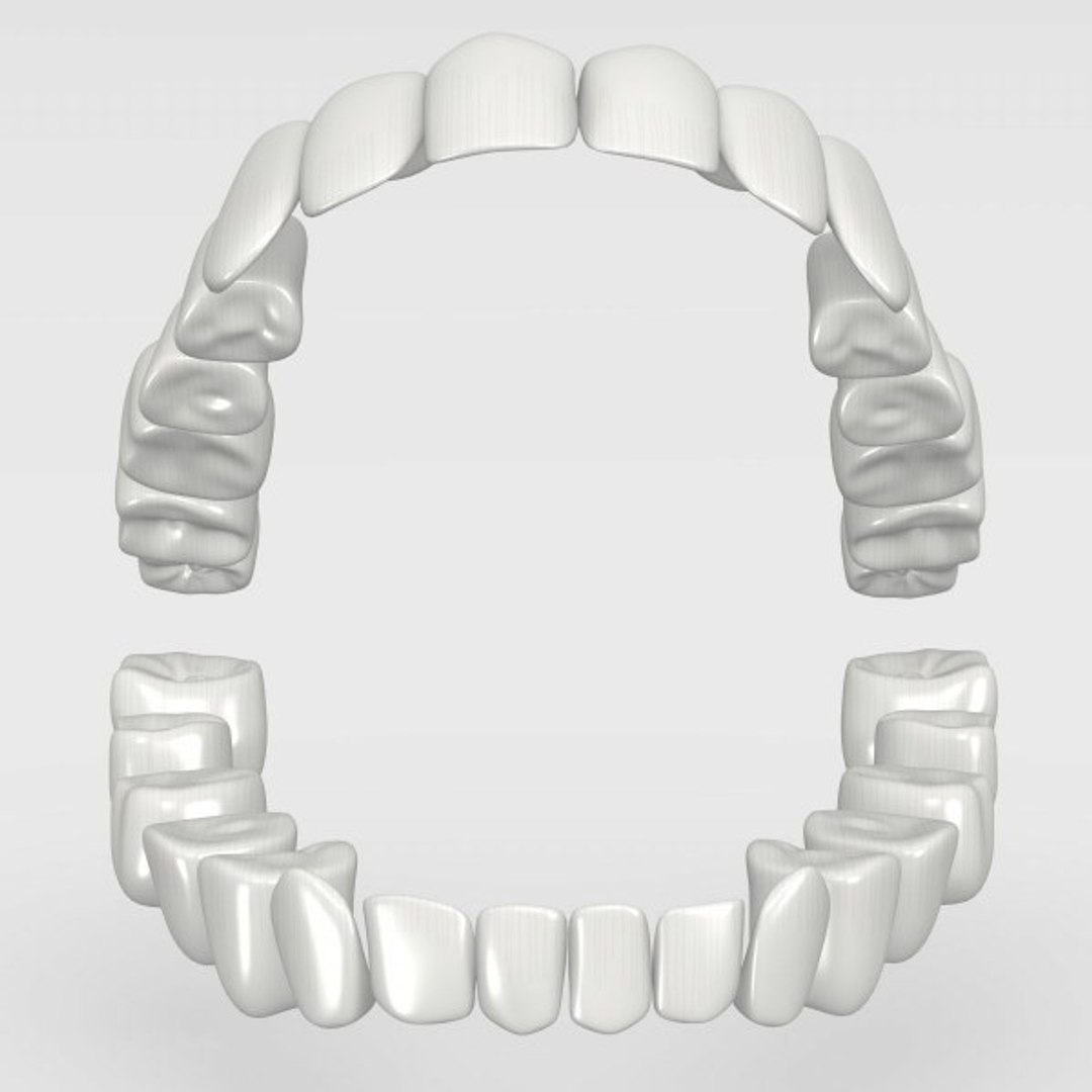 Human Teeth 3d Model