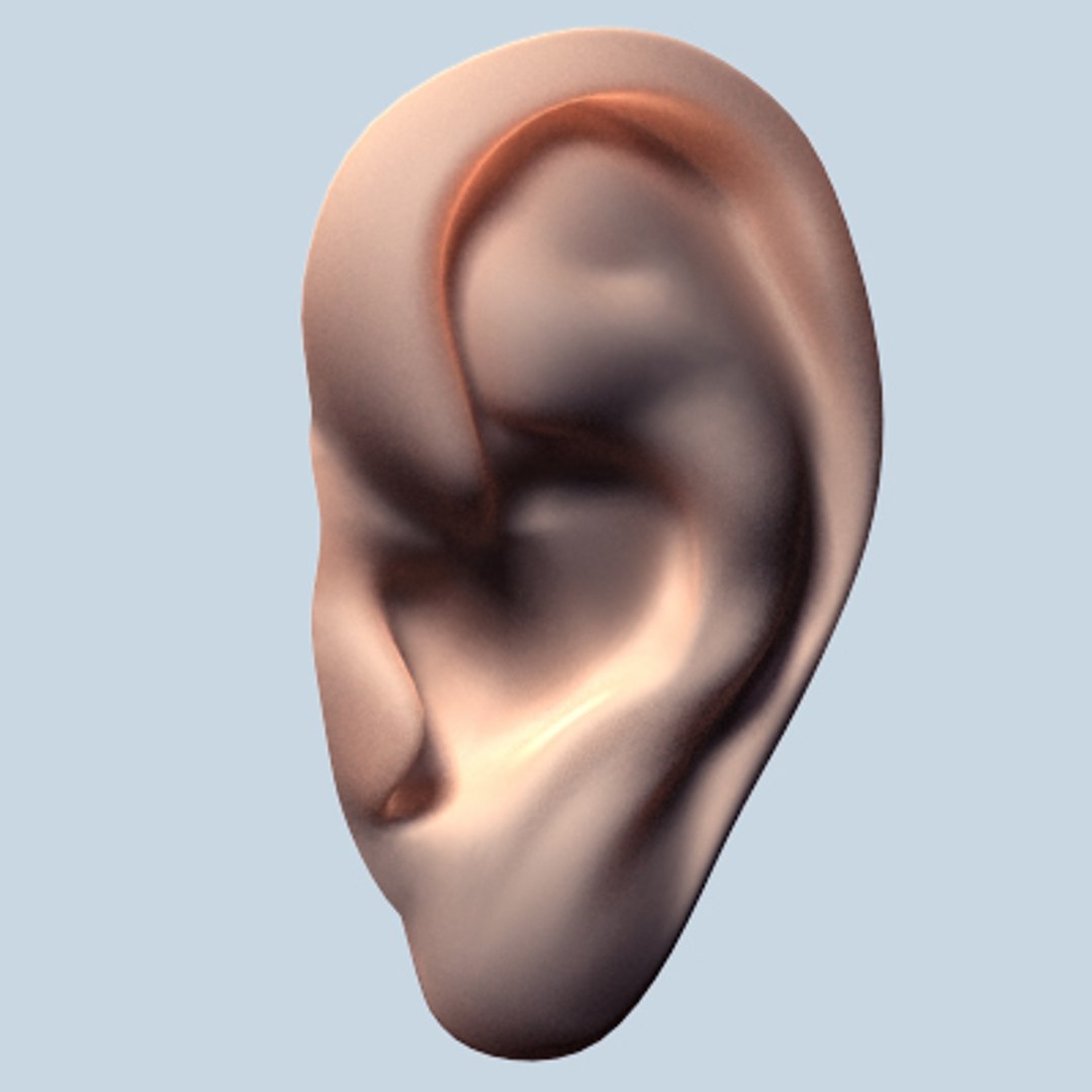 Human Ear Polys 3d 3ds