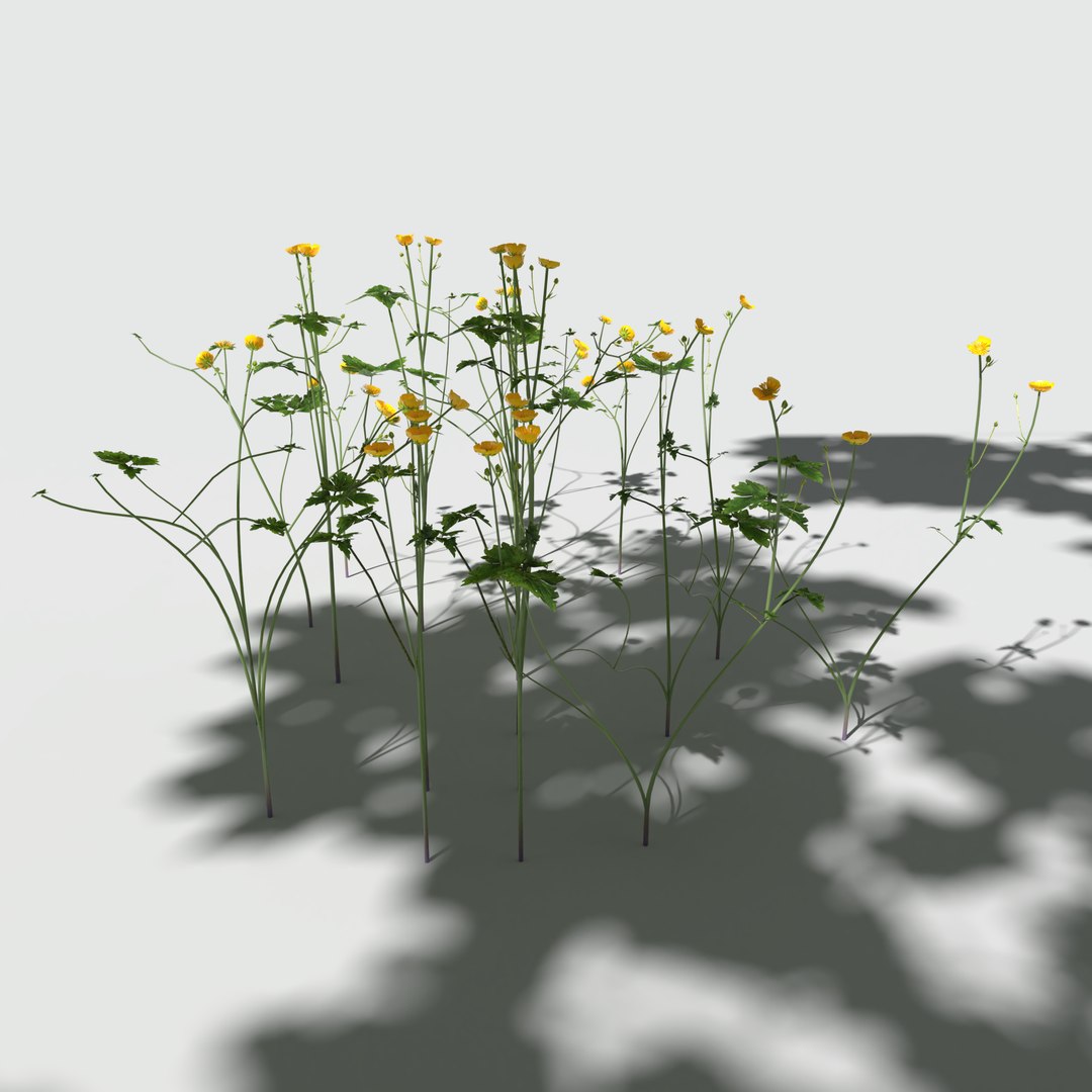 3D Creeping Buttercup Flower Pack - TurboSquid 1423002