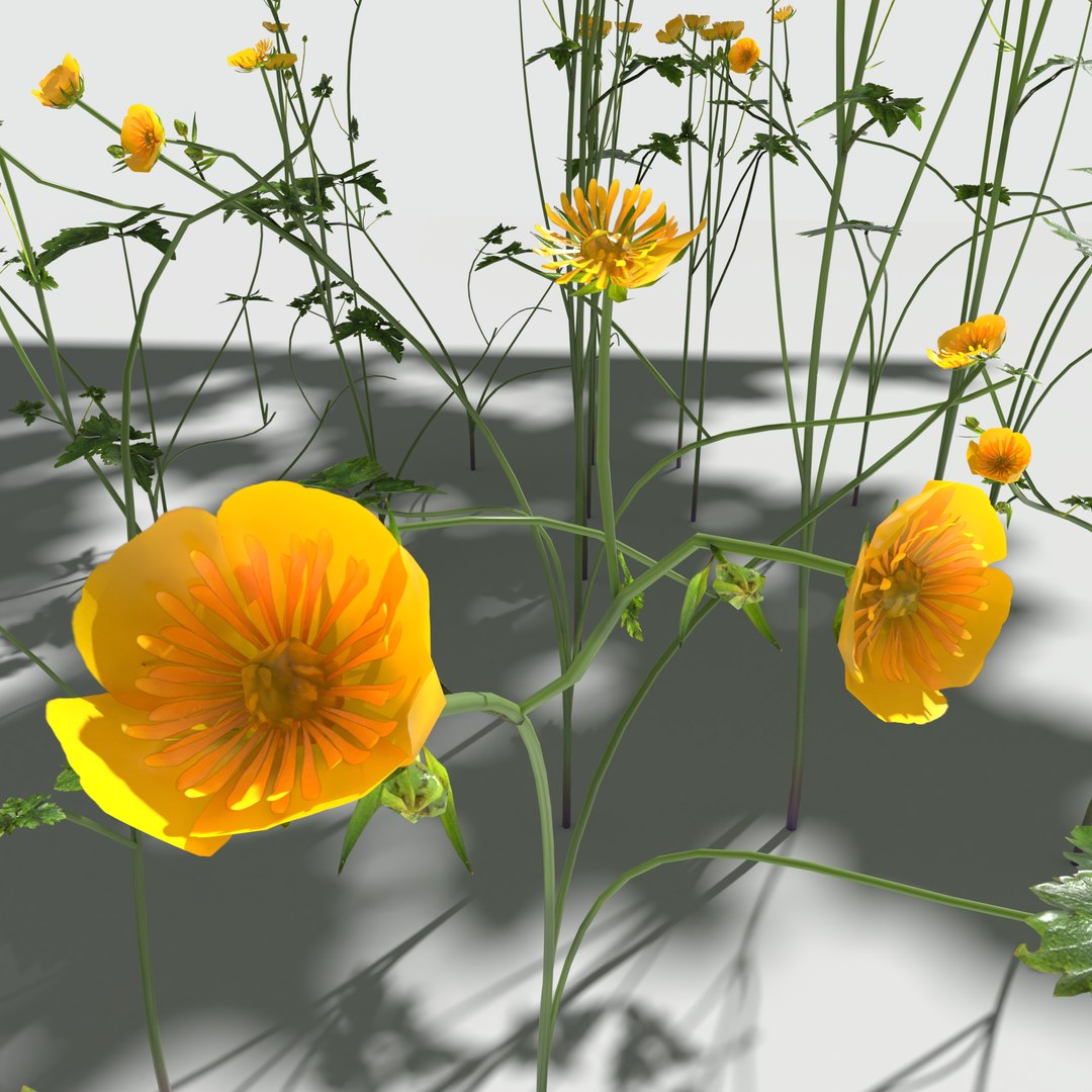 3D Creeping Buttercup Flower Pack - TurboSquid 1423002