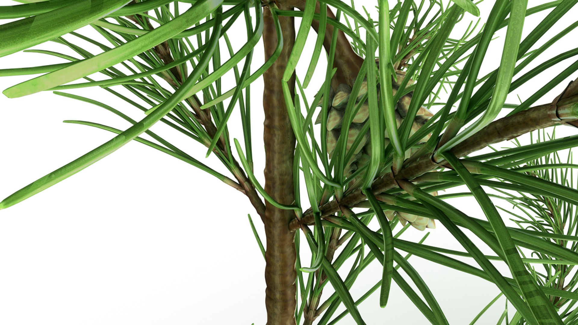 3d Conifer Leaf