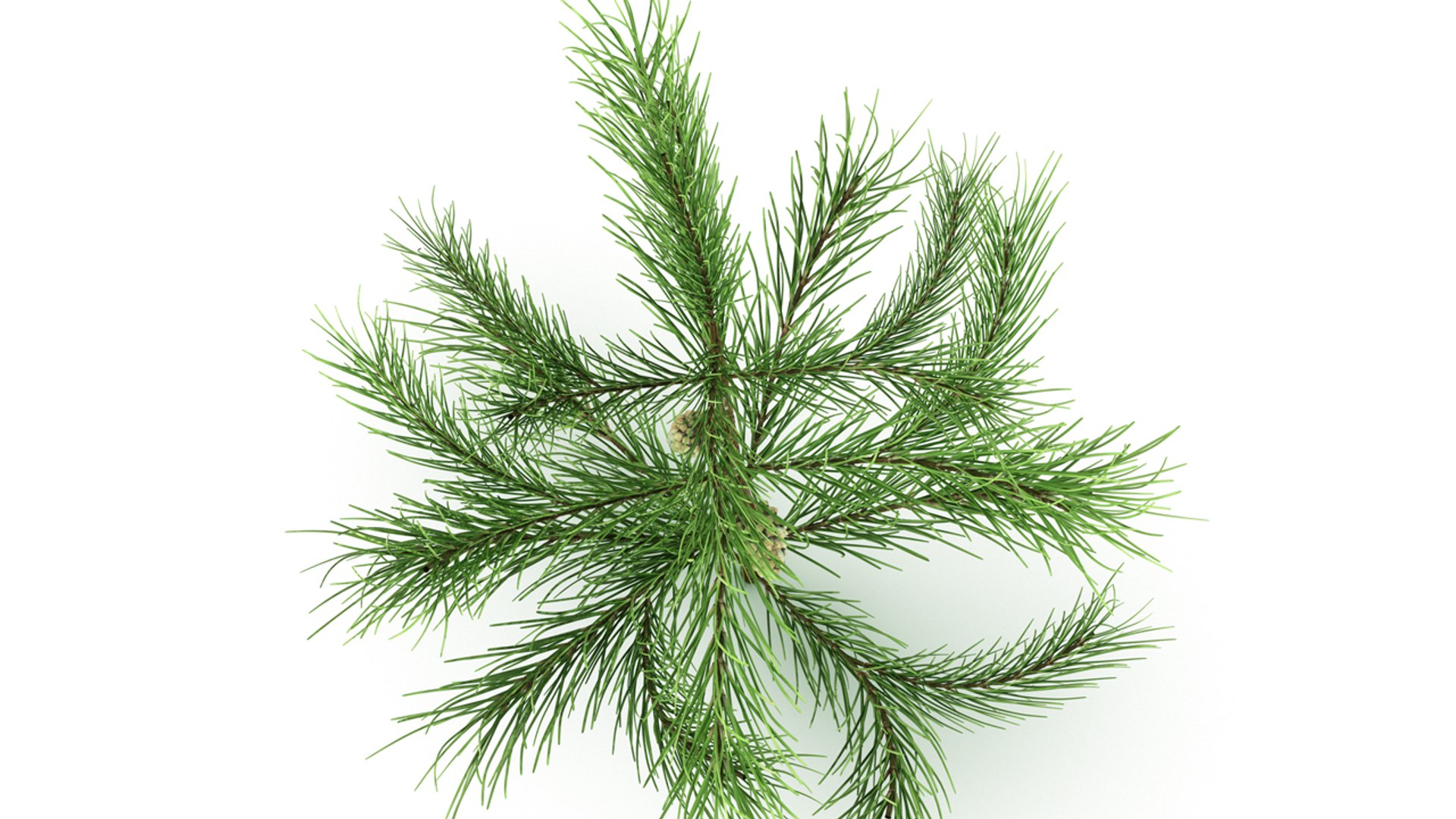 3d Conifer Leaf
