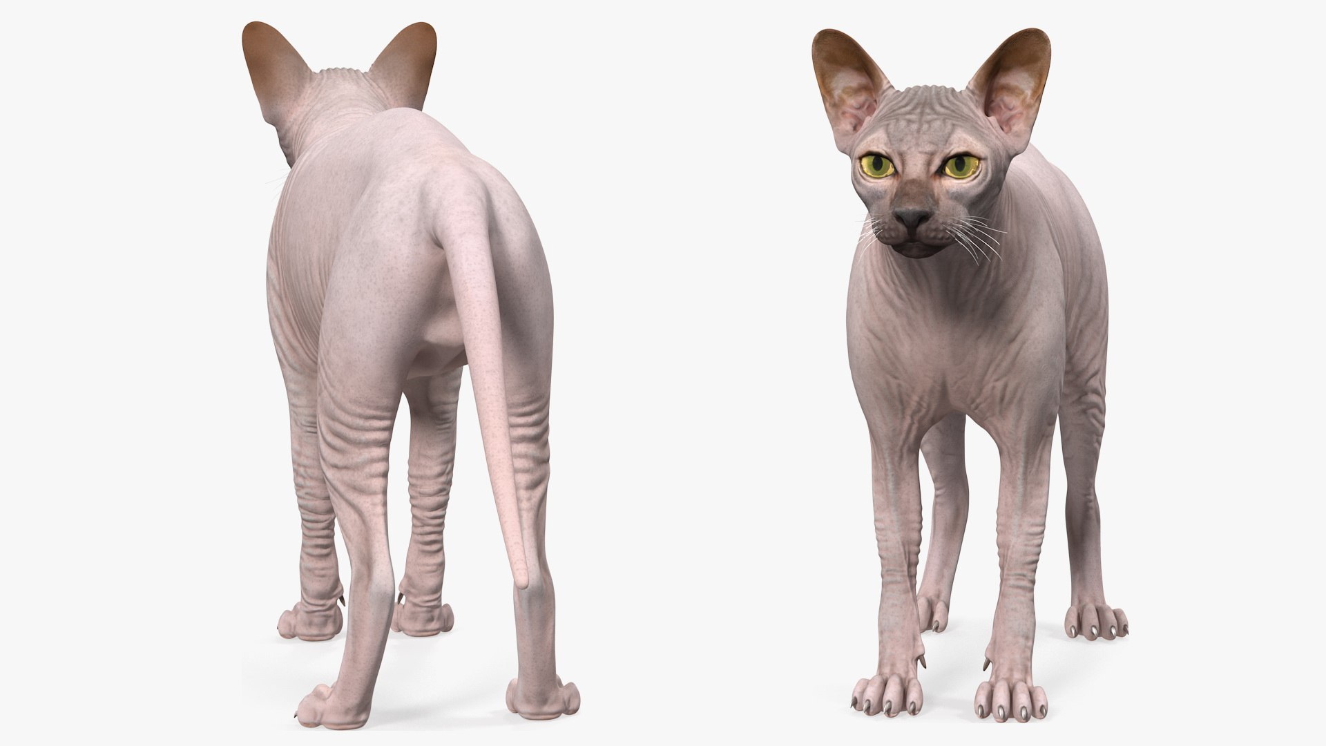 Dark Cream Sphynx Cat 3D Model - TurboSquid 1662996