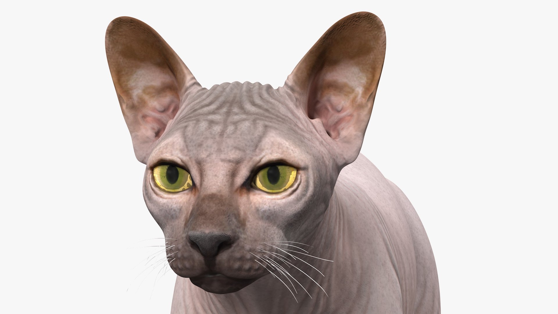 Dark Cream Sphynx Cat 3D Model - TurboSquid 1662996