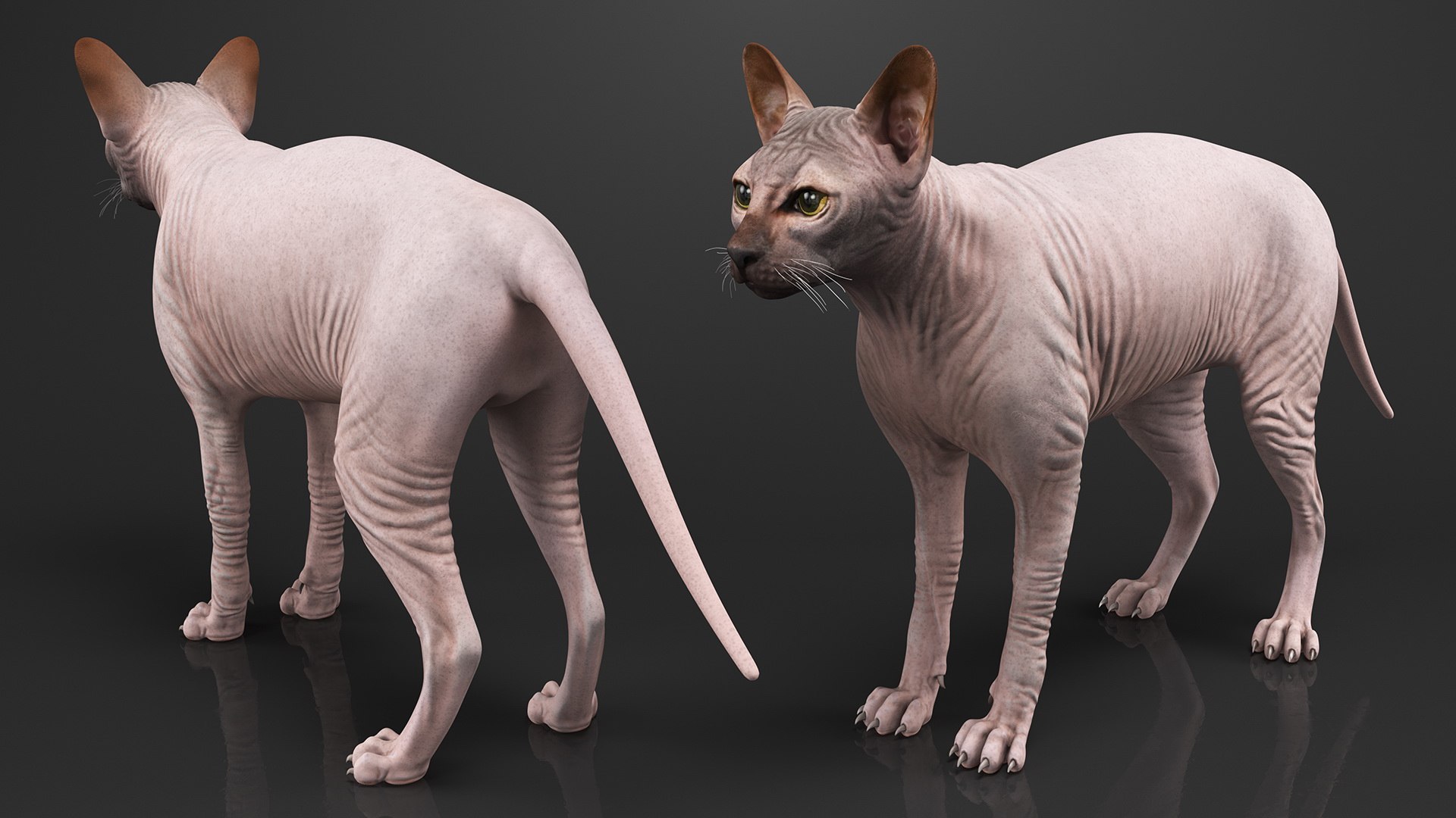Dark Cream Sphynx Cat 3D Model - TurboSquid 1662996